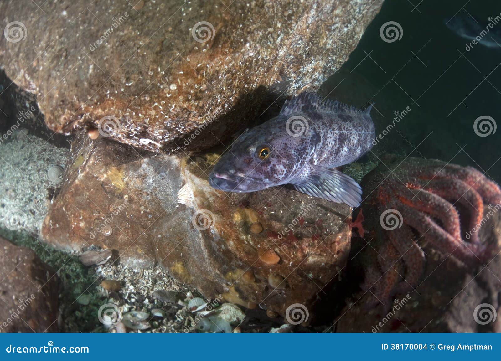Ling Cod stock photo. Image of shark, life, wilderness - 38170004