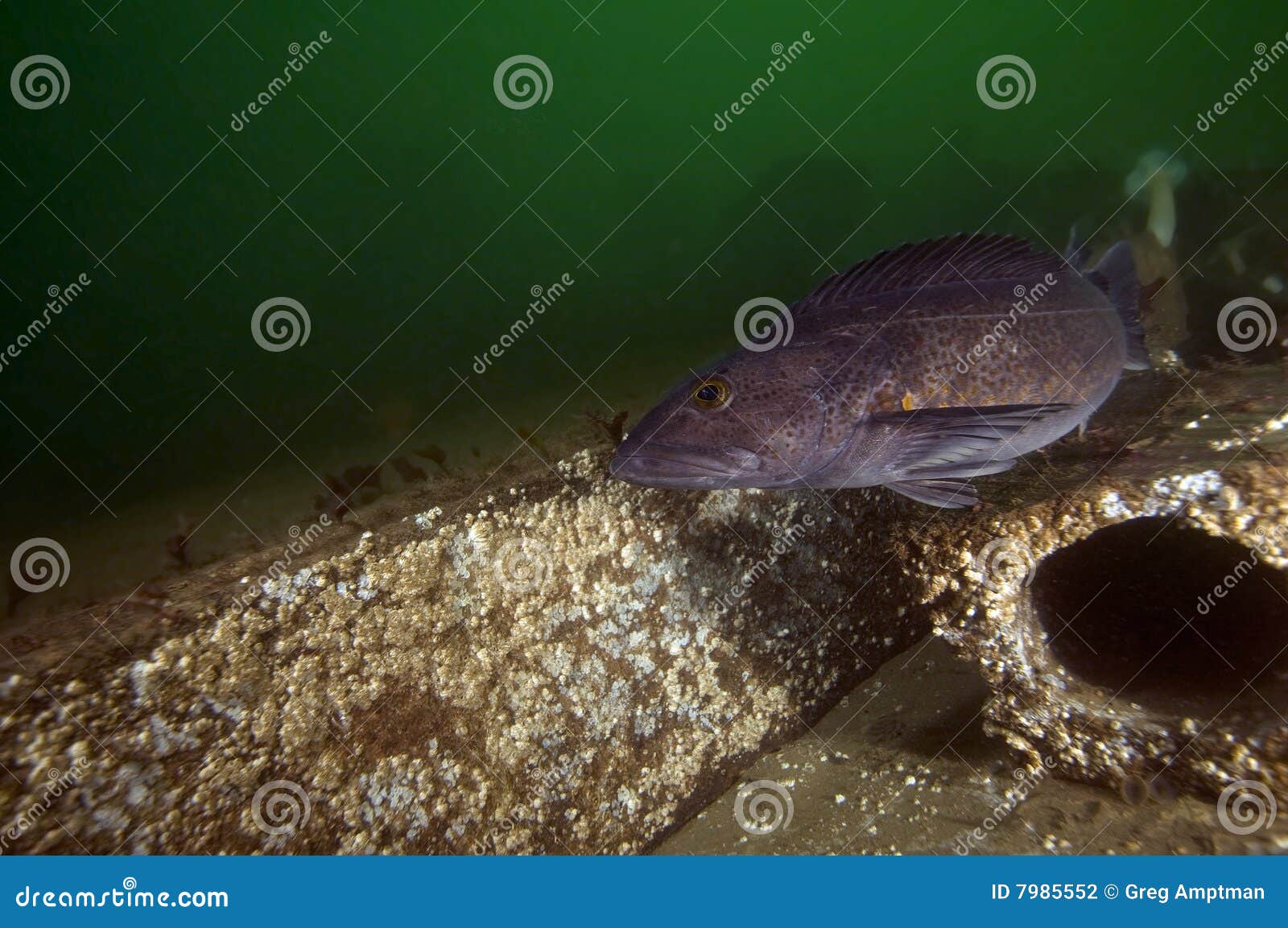 Ling Cod stock photo. Image of marine, saltwater, puget - 7985552