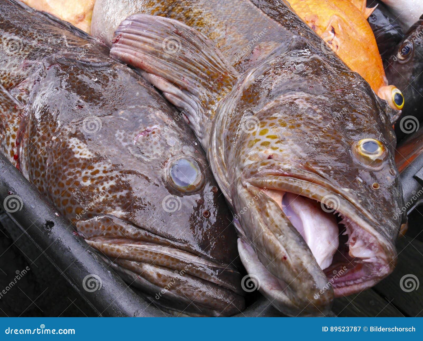 Ling-cod stock image. Image of food, ling, retail, storage - 89523787