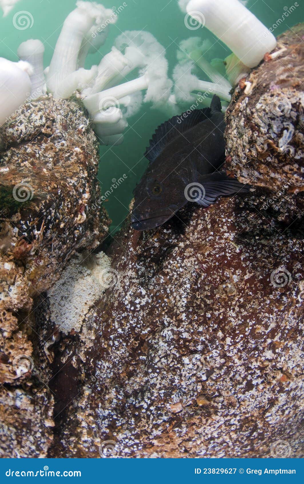 Ling Cod with Egg Clutch stock image. Image of wild, wilderness - 23829627