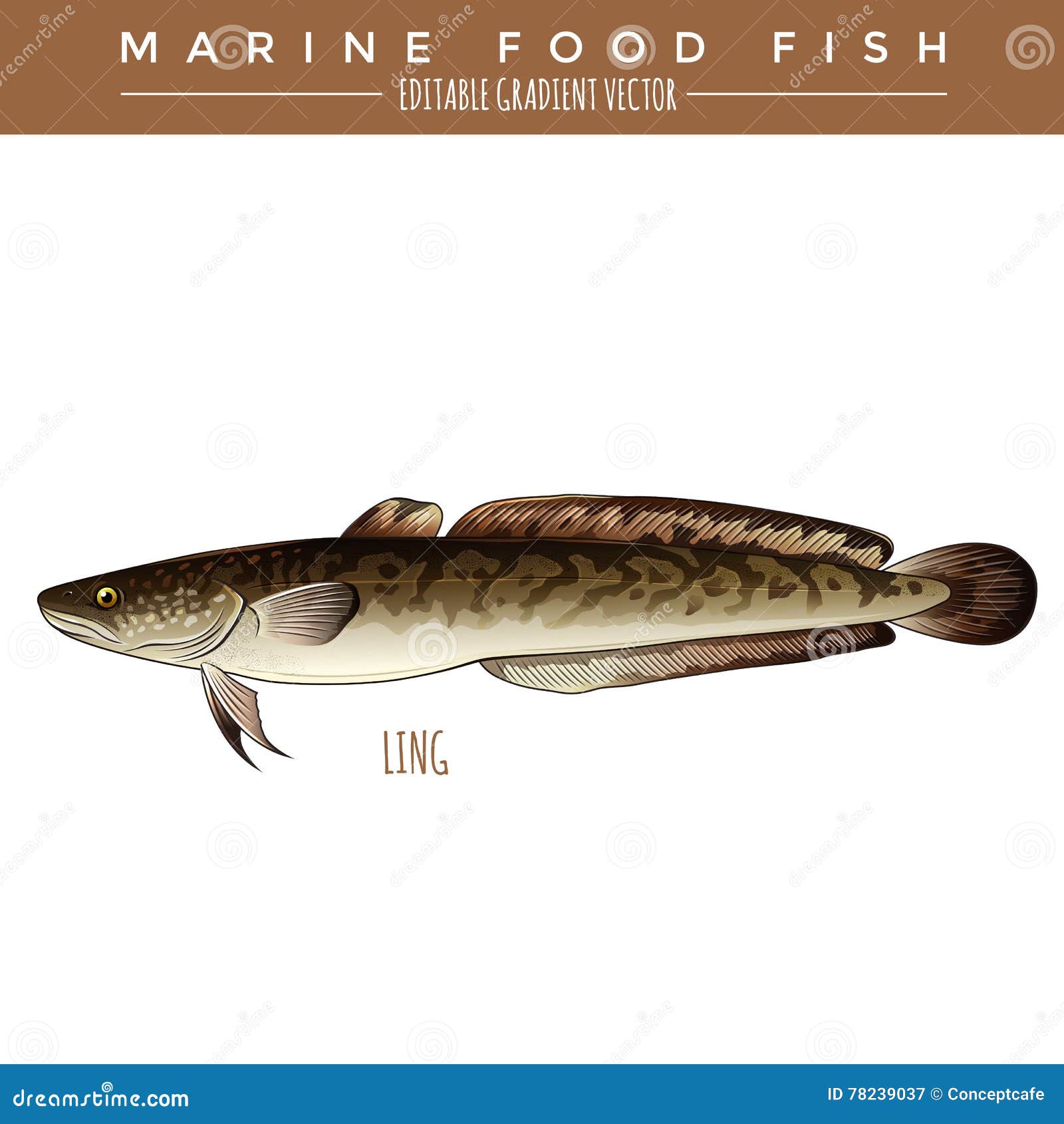 Ling. Marine Food Fish stock vector. Illustration of package - 78239037