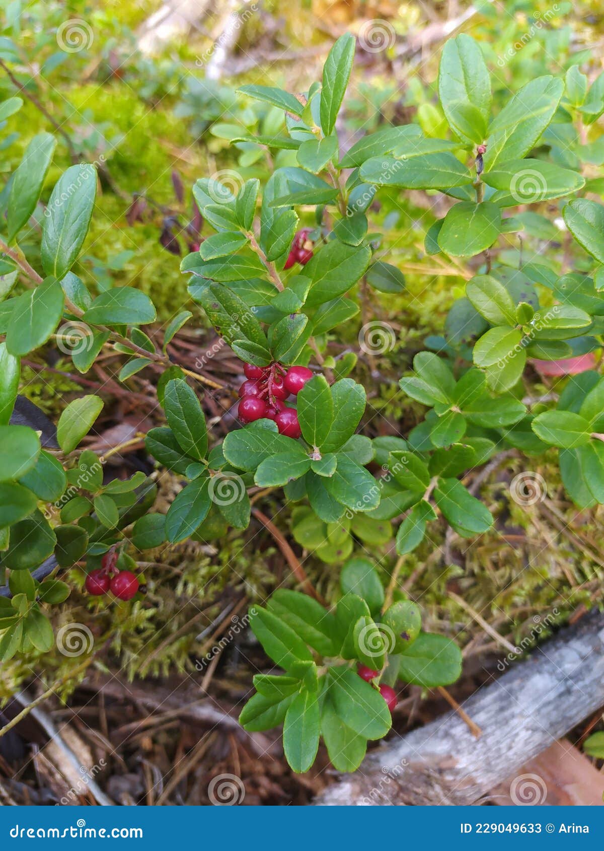 Lingberry stock image. Image of garden, branch, plant - 229049633