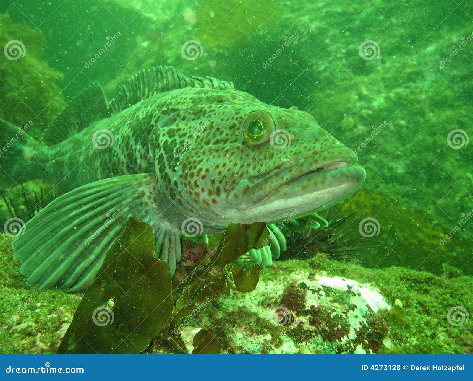 Lingcod (elongatus D'Ophiodon) Photo stock - Image du libre, sauvage ...