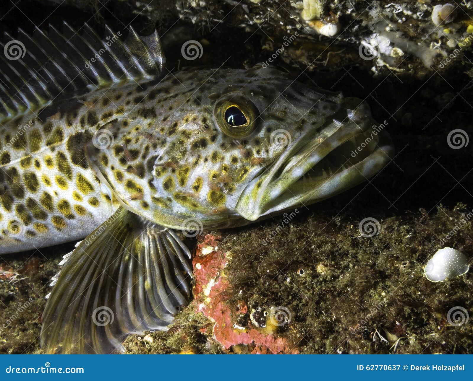 Lingcod stock image. Image of fierce, puget, ling, intimidating - 62770637