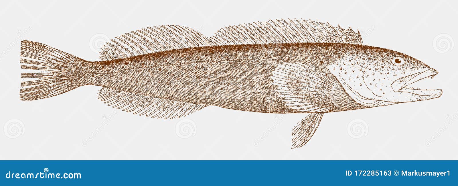 Lingcod in side view stock vector. Illustration of fish - 172285163