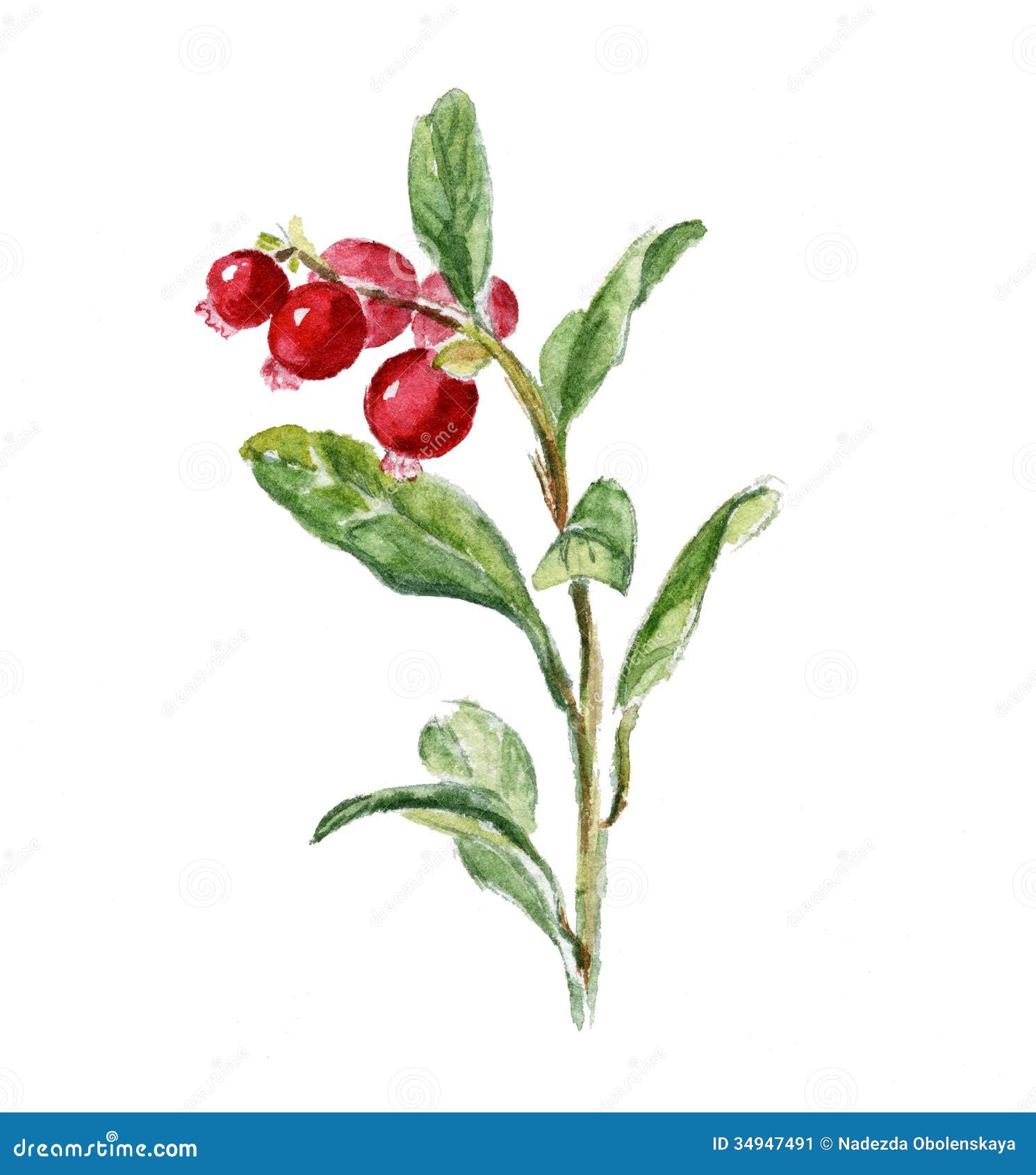 Lingon. stock illustrationer. Illustration av leaf, moget - 34947491