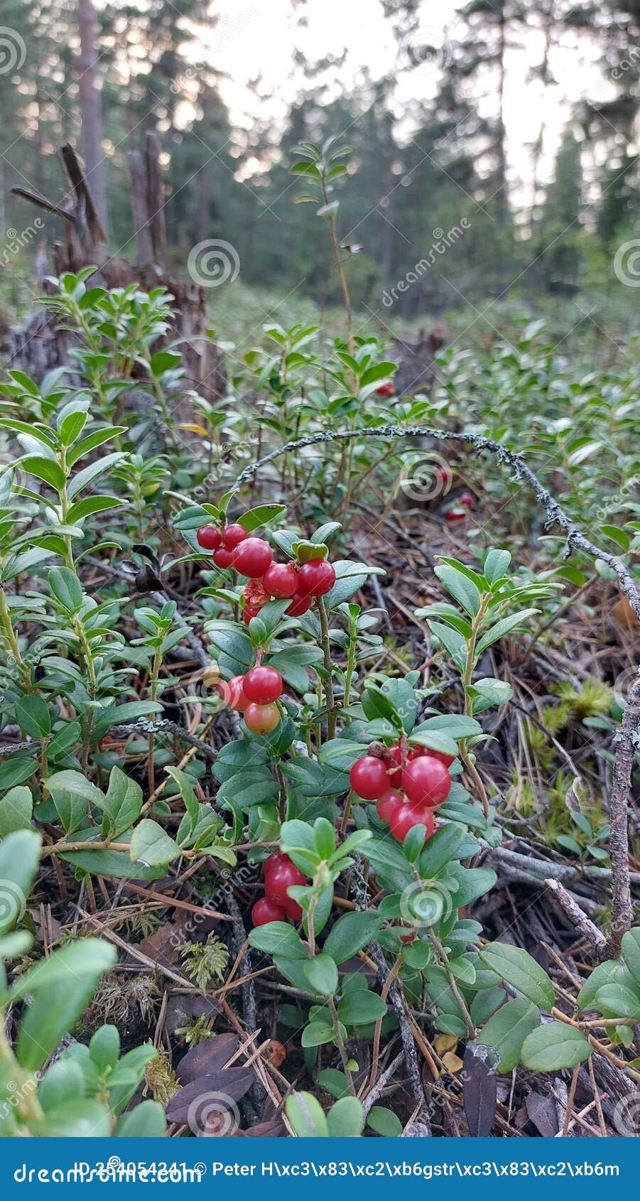 Lingon Berries in the Woods Stock Image - Image of herb, woods: 254054241