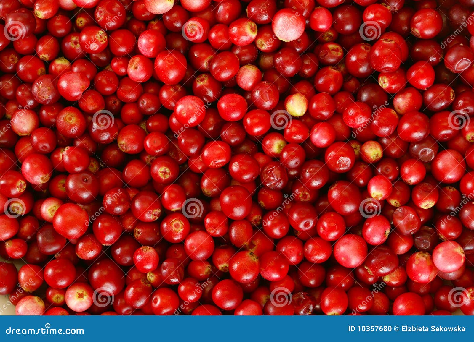 Lingonberries stock photo. Image of lingonberry, mountain - 10357680