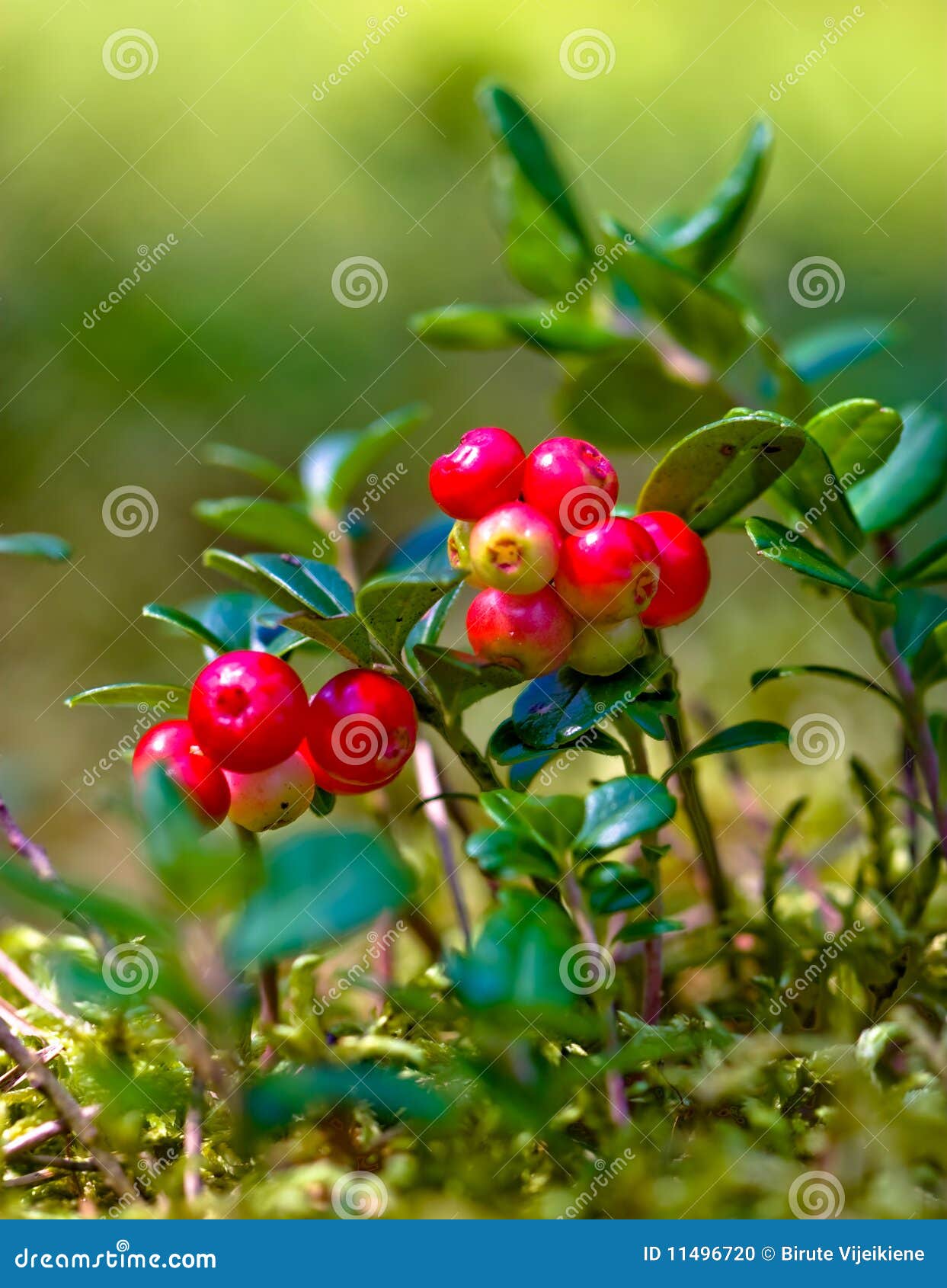 Lingonberries stock photo. Image of flora, plant, lingonberry - 11496720