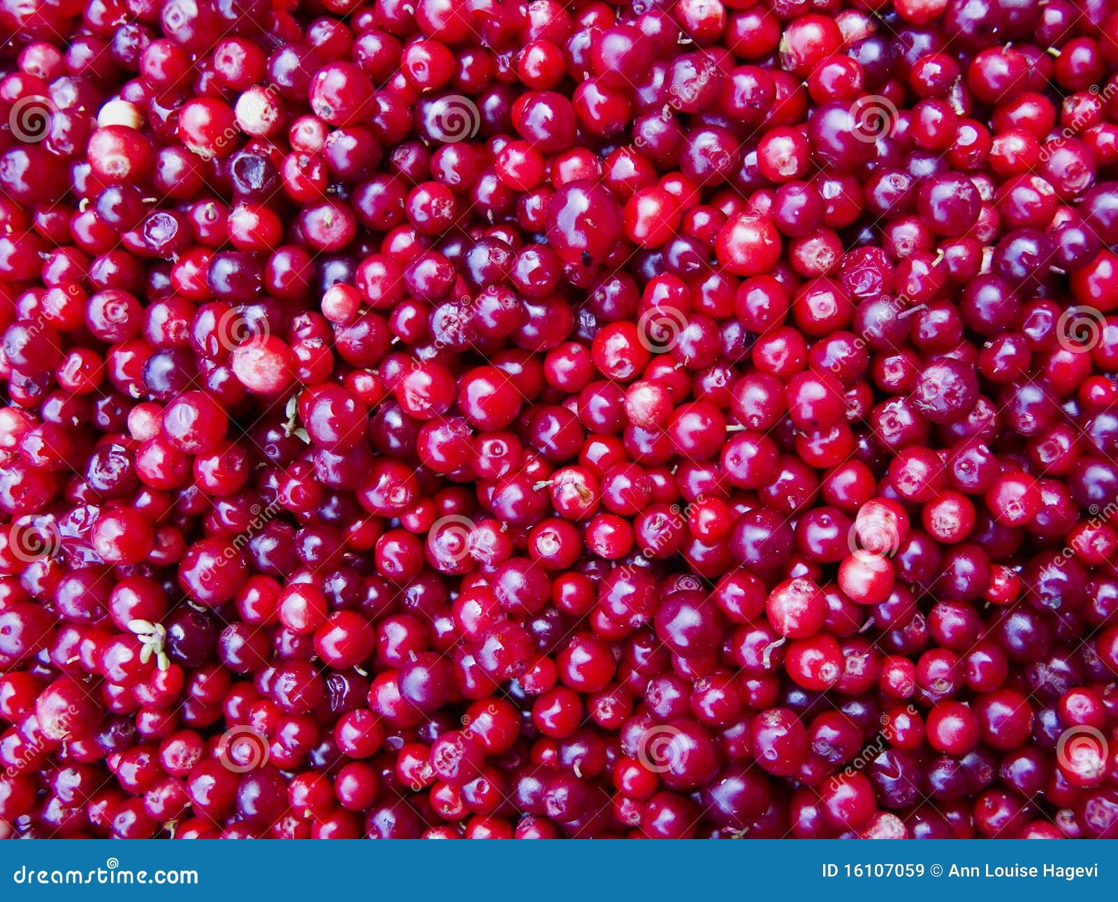 Lingonberries immagine stock. Immagine di fotographia - 16107059