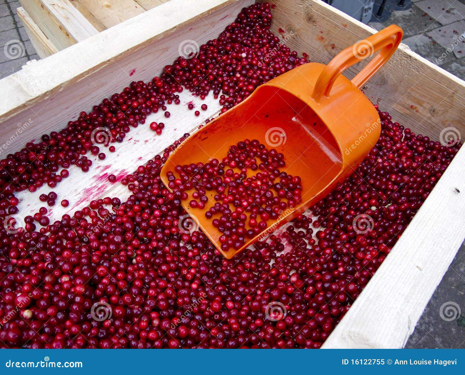Lingonberries stock image. Image of detail, berry, reap - 16122755