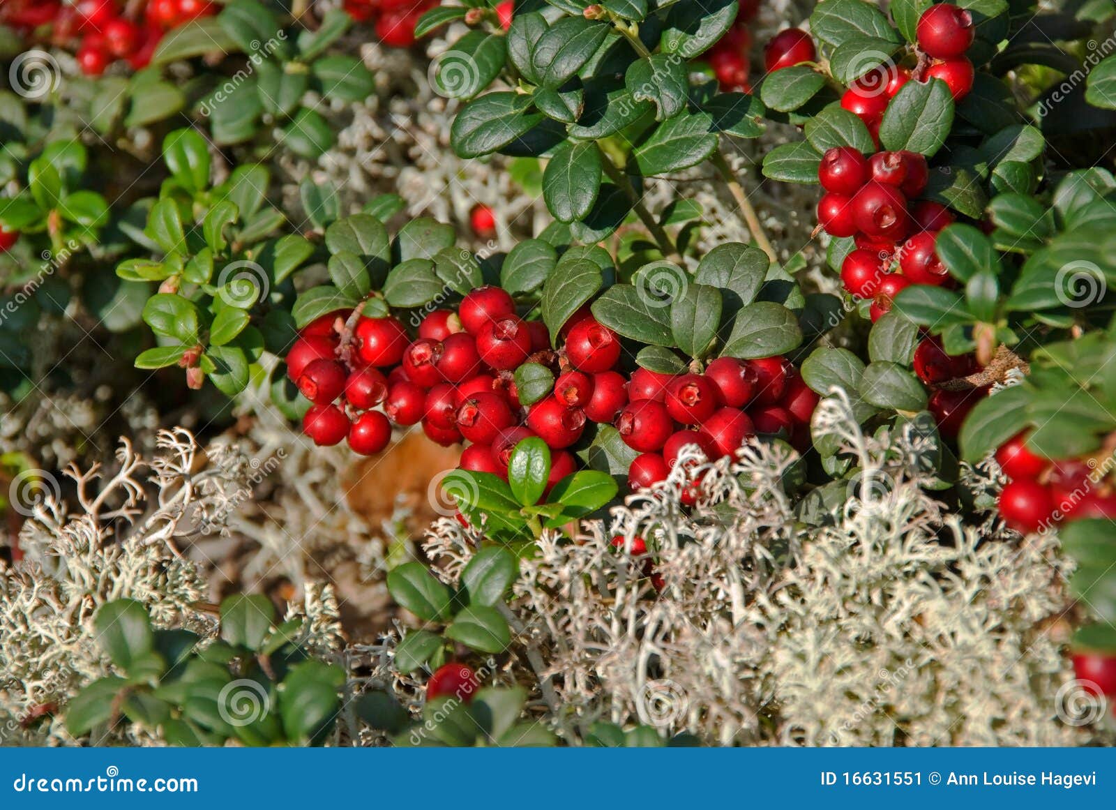 Lingonberries stock image. Image of gather, lingonberry - 16631551