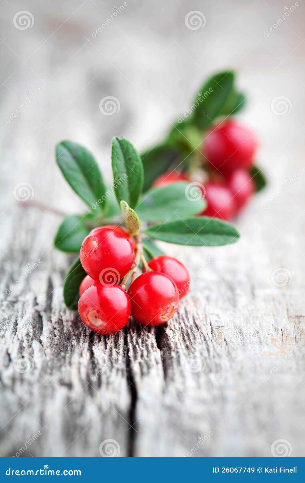 Lingonberries stock image. Image of drug, healthy, natural - 26067749