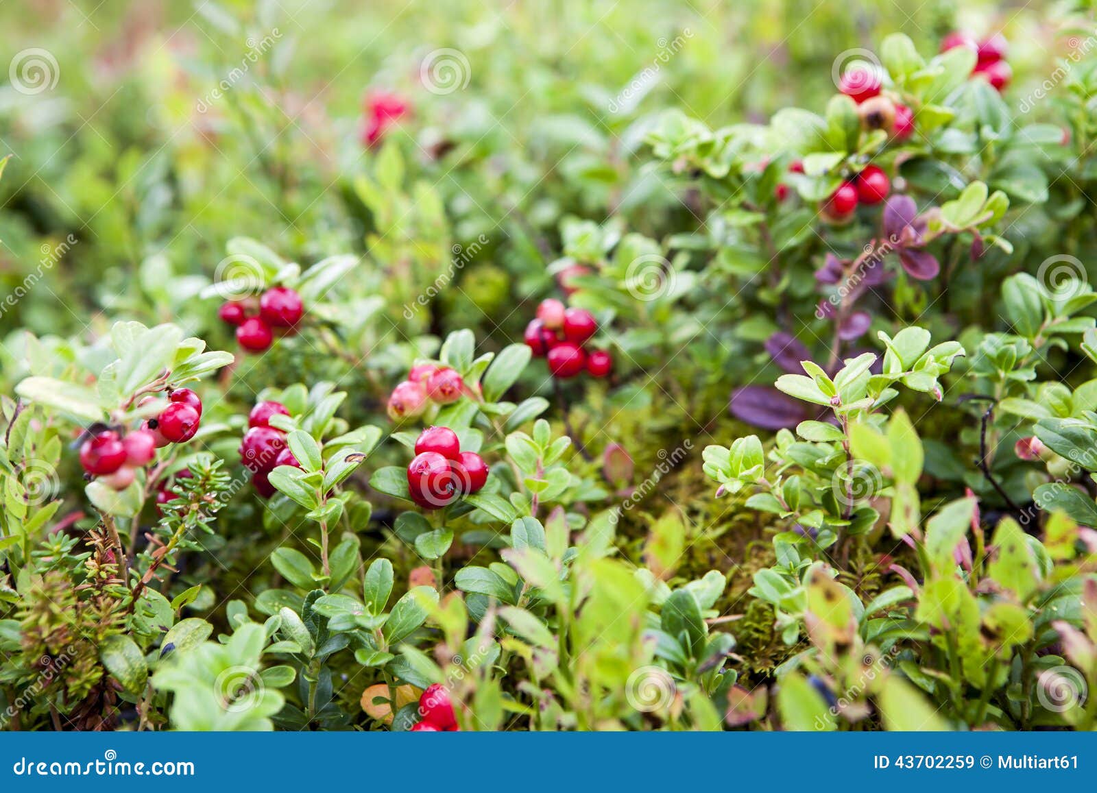 Lingonberries on Bush stock image. Image of nature, food - 43702259