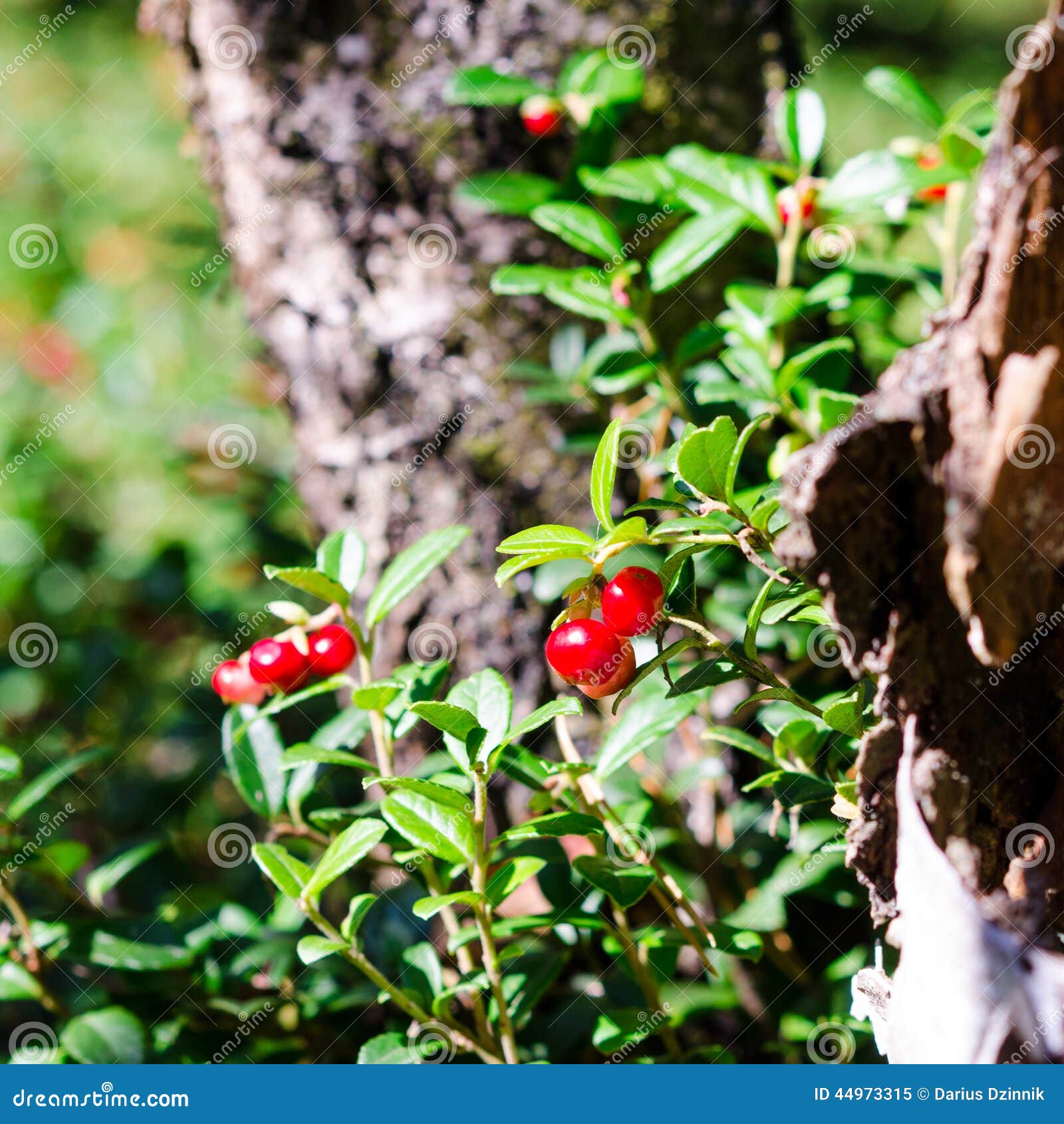 Lingonberries stock image. Image of branch, lingon, fresh - 44973315