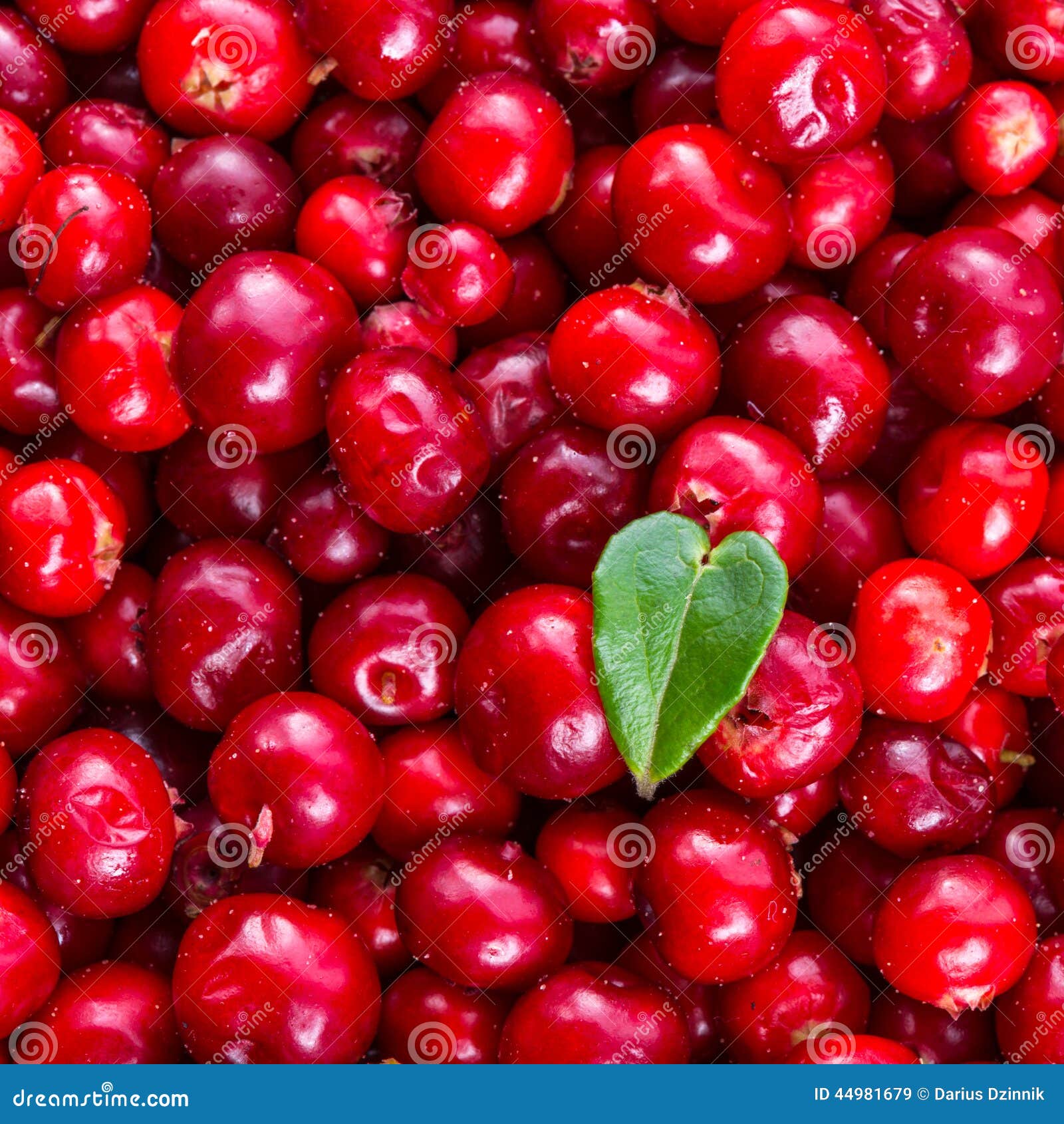 Lingonberries stock image. Image of branch, healthy, color - 44981679