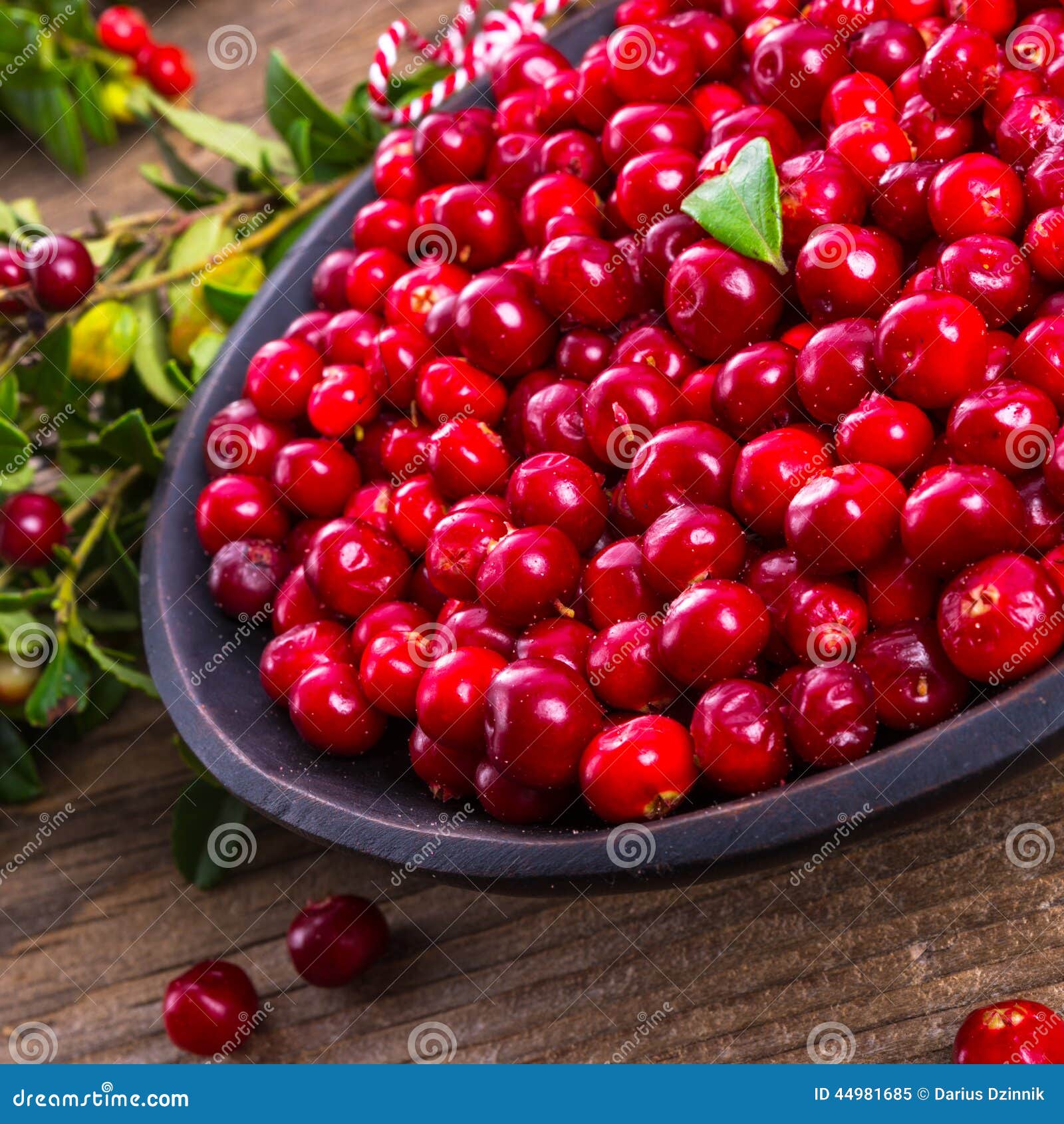 Lingonberries stock image. Image of color, descriptive - 44981685