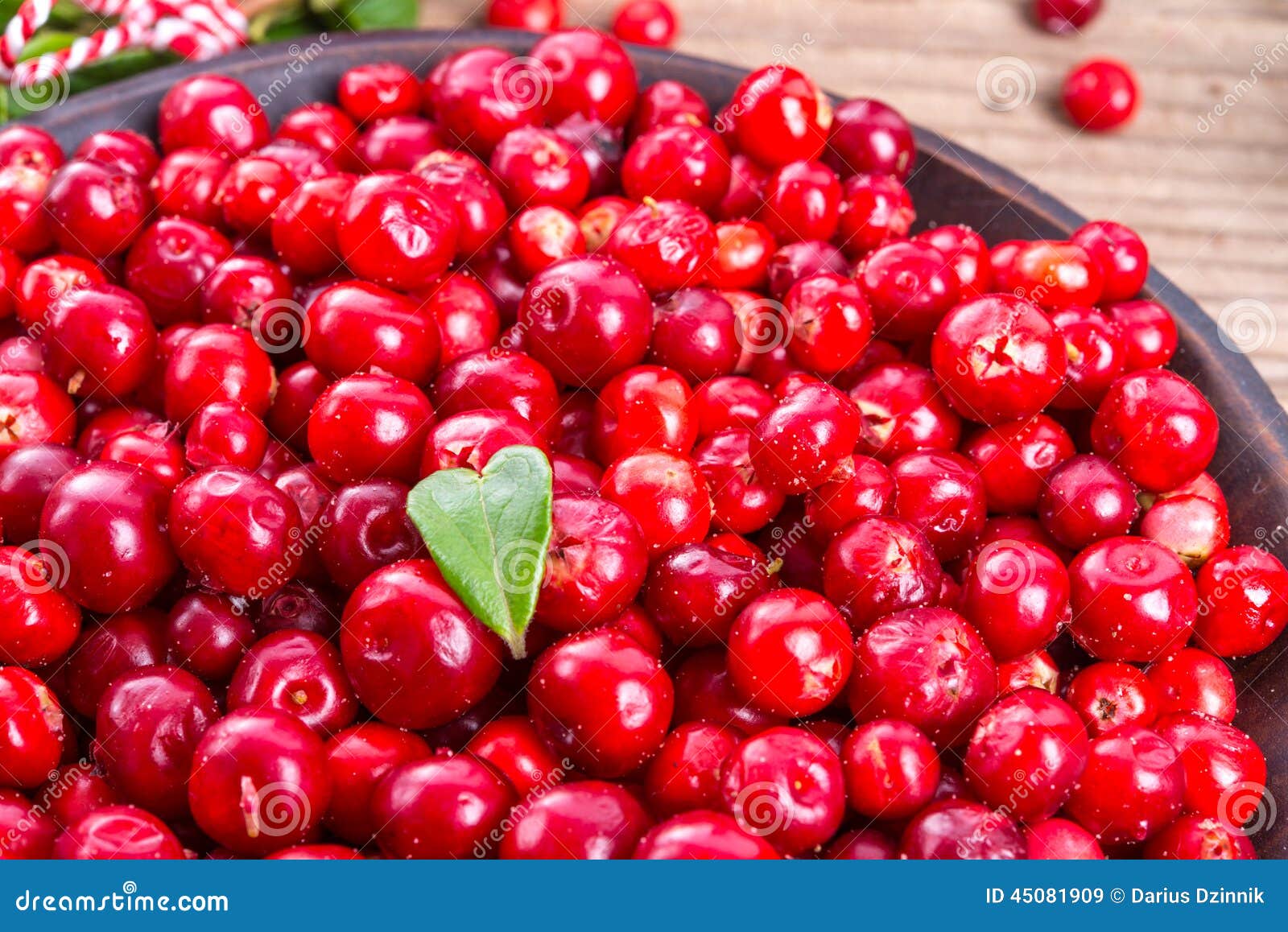 Lingonberries stock image. Image of medicine, branch - 45081909
