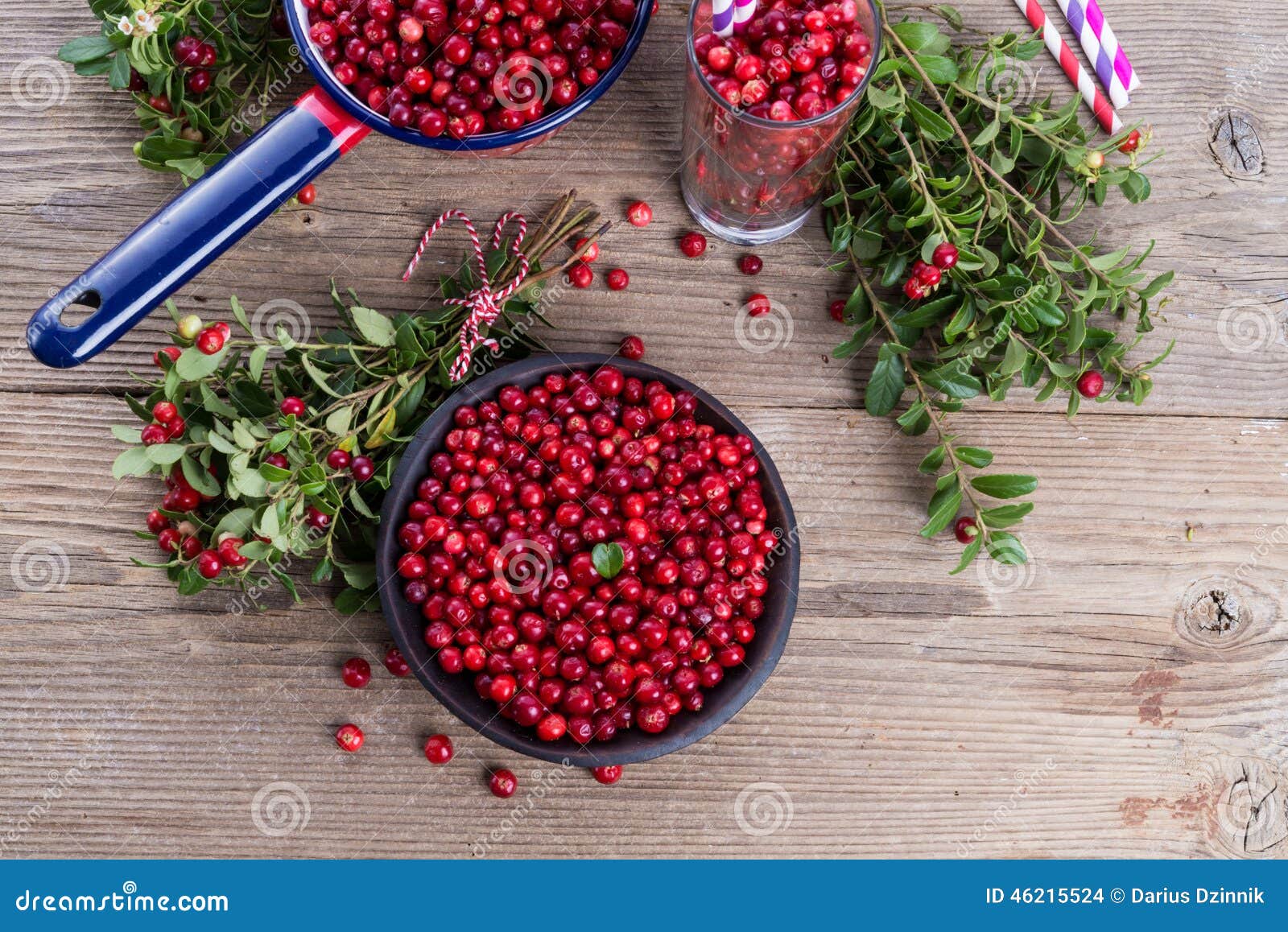 Lingonberries stock photo. Image of fall, forest, lingonberry - 46215524