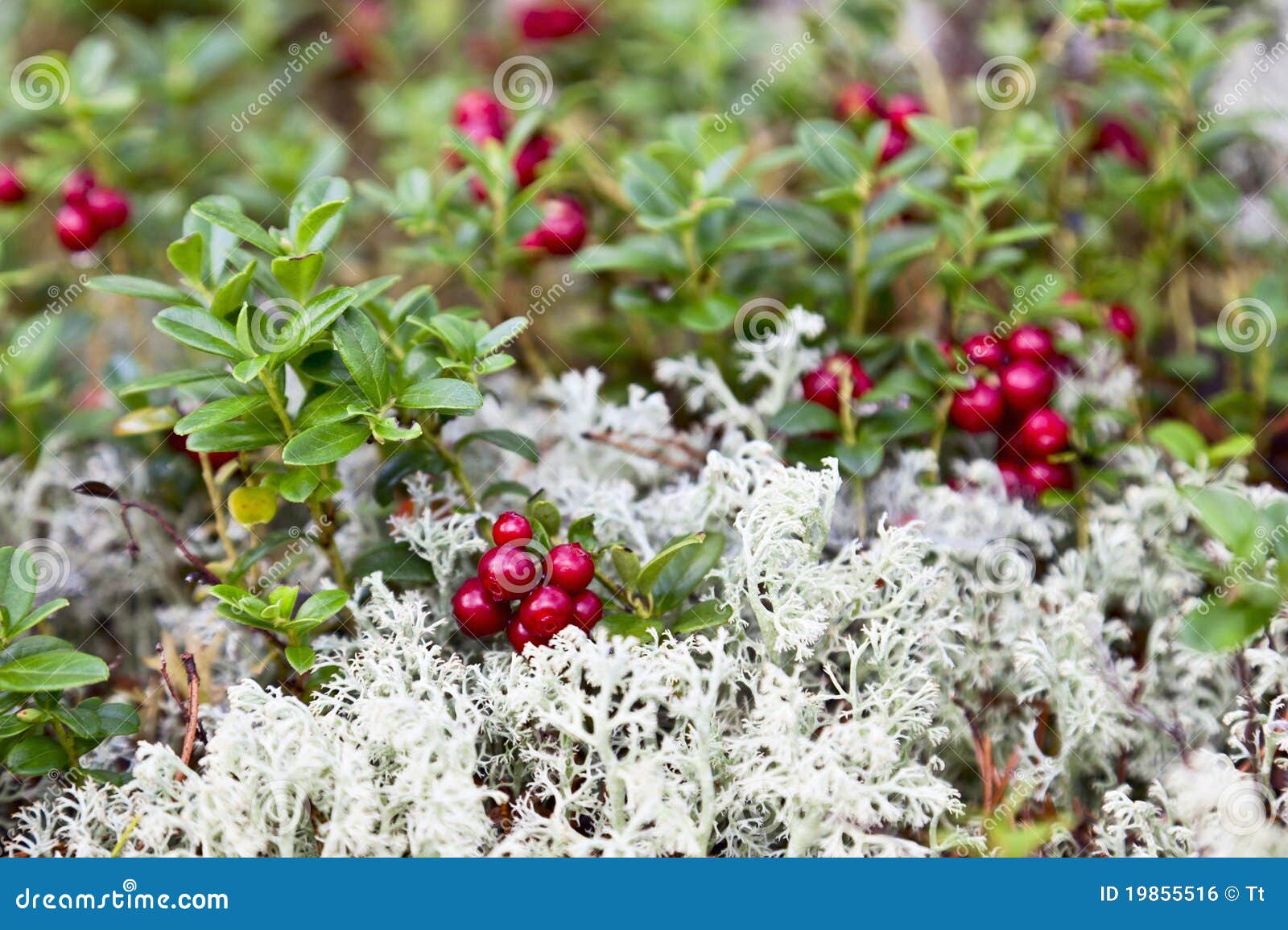 Lingonberry stock photo. Image of lichen, nature, berry - 19855516