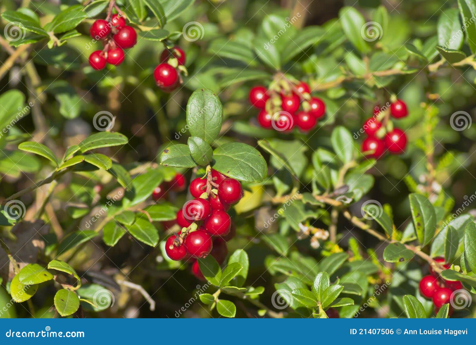 Lingonberry stock photo. Image of closeup, berry, ripen - 21407506