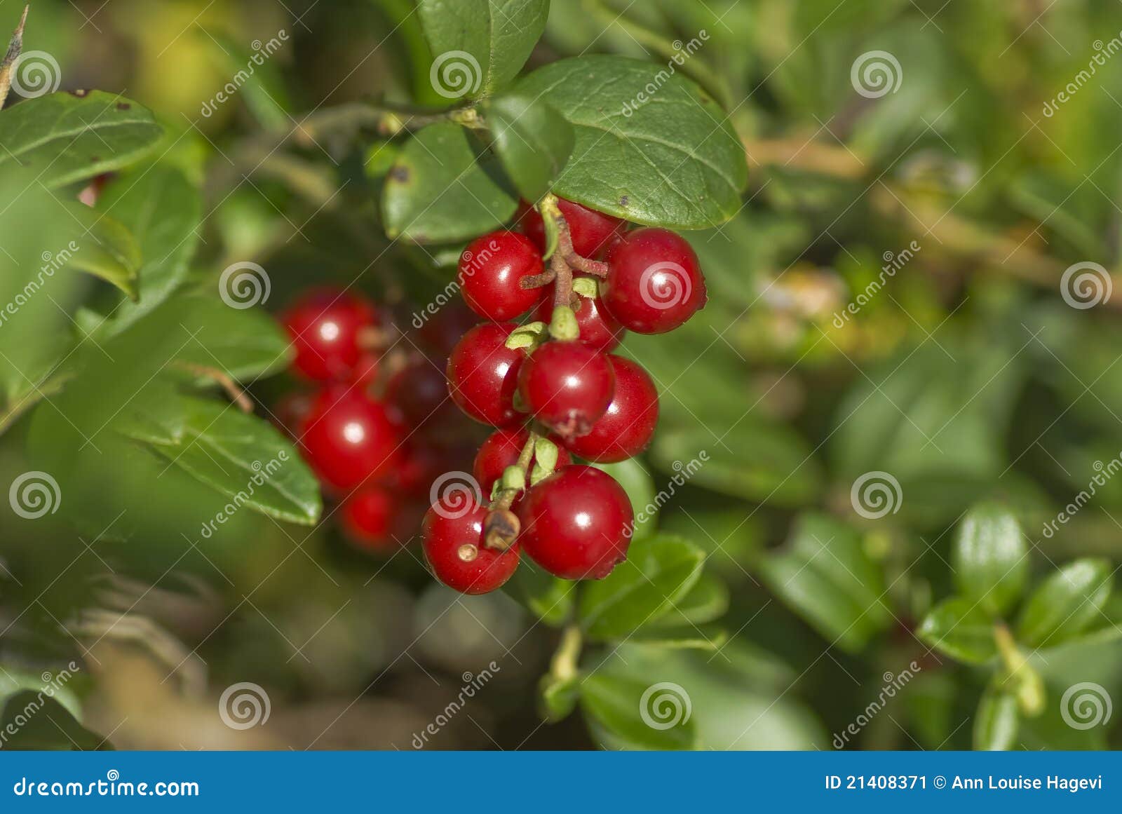 Lingonberry stock image. Image of wood, autumn, fresh - 21408371