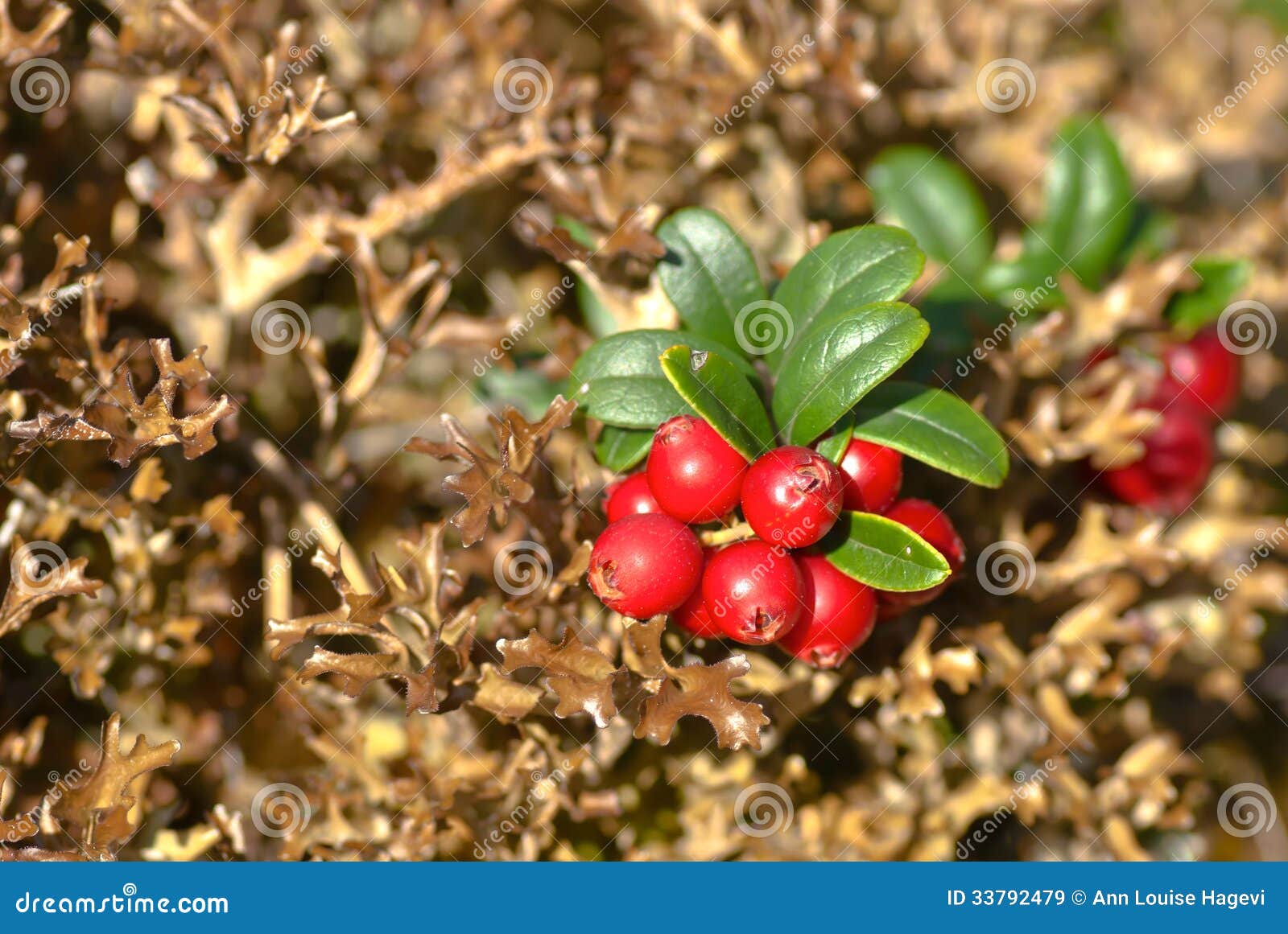 Lingonberry stock afbeelding. Image of tros, voedsel - 33792479