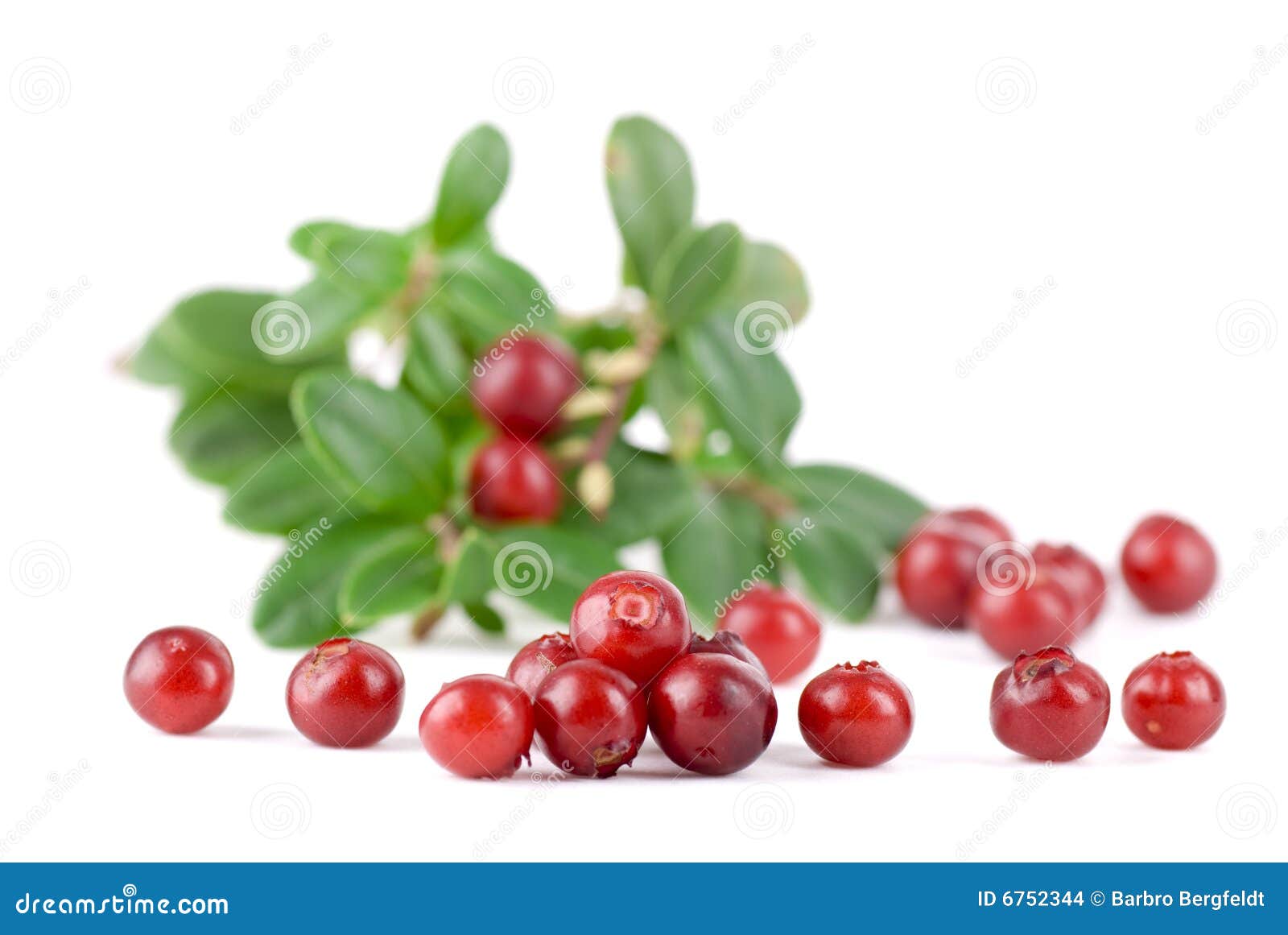 Lingonberry stock photo. Image of sprigs, ingredient, close - 6752344