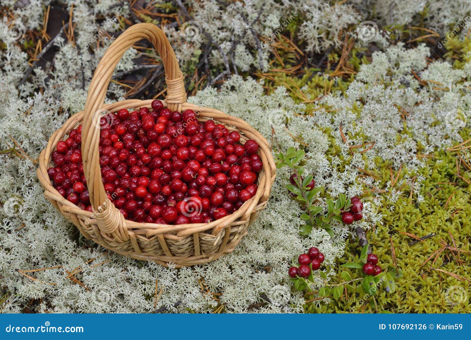 Lingonberry in a Basket in the Mountains Stock Photo - Image of green ...