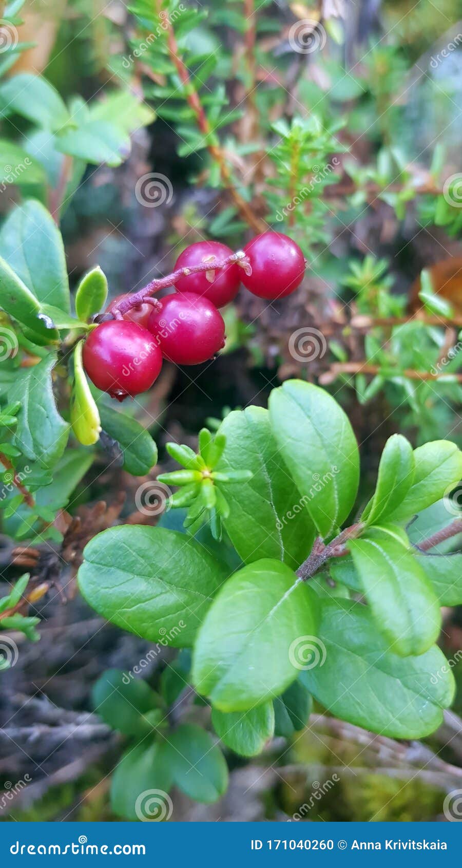 Lingonberry Berries on a Bush Stock Photo - Image of antioxidant ...