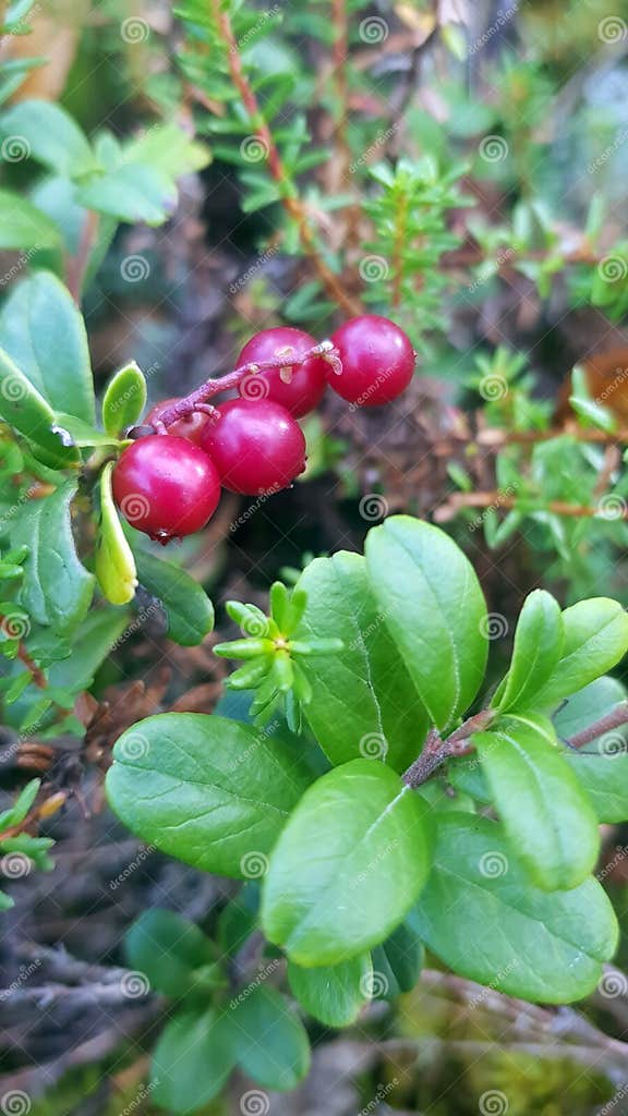 Lingonberry Berries on a Bush Stock Photo - Image of antioxidant ...