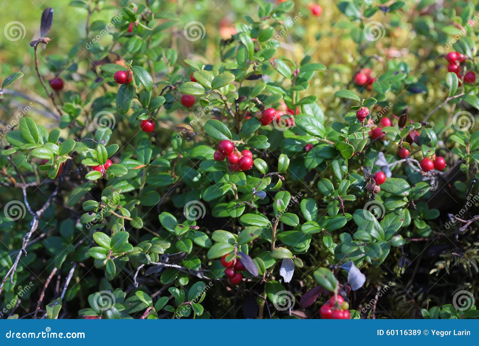 Lingonberry on a Bush in the Woods Stock Image - Image of small, plant ...