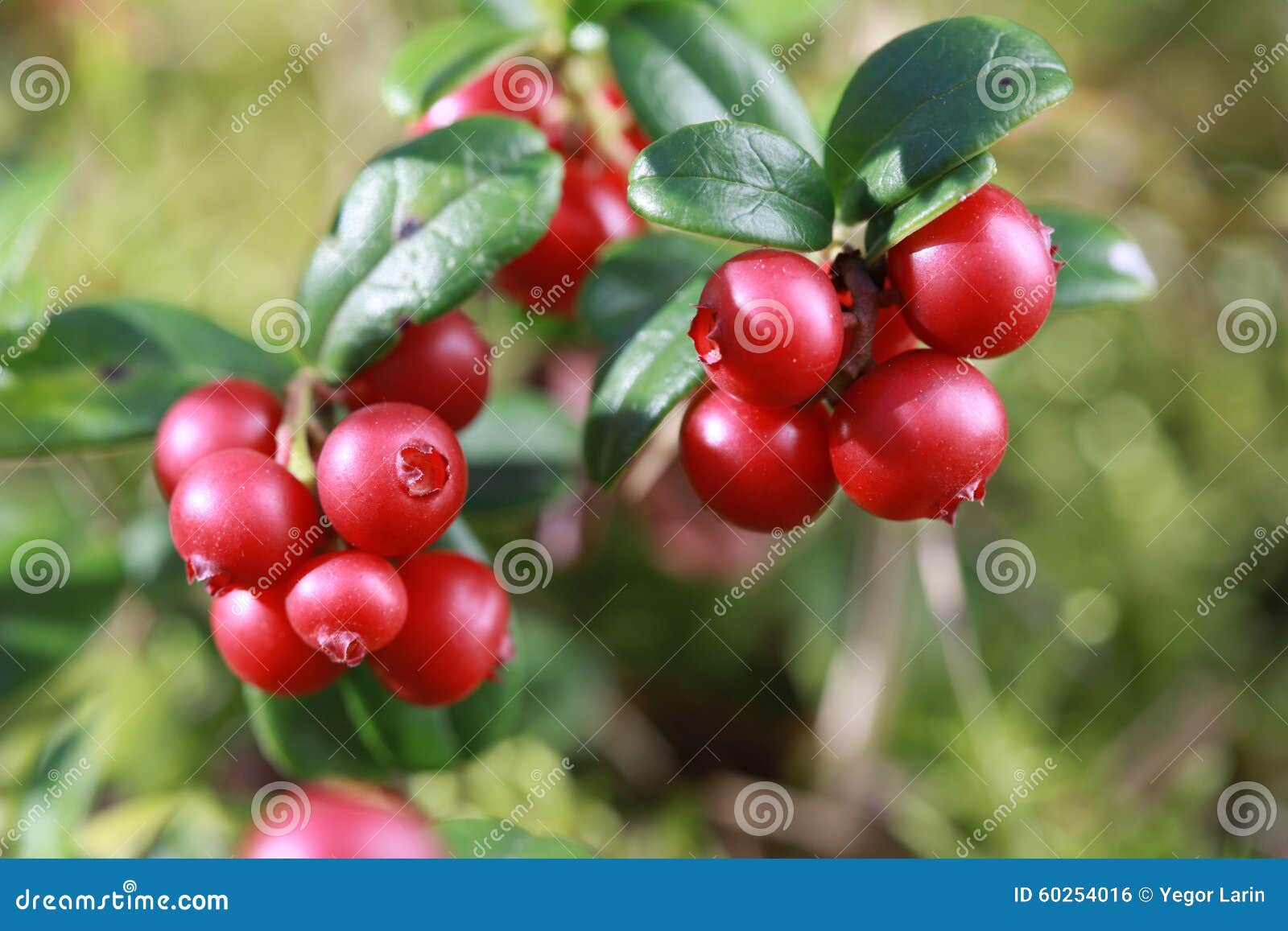 Lingonberry on a Bush in the Woods Stock Photo - Image of nature, taiga ...