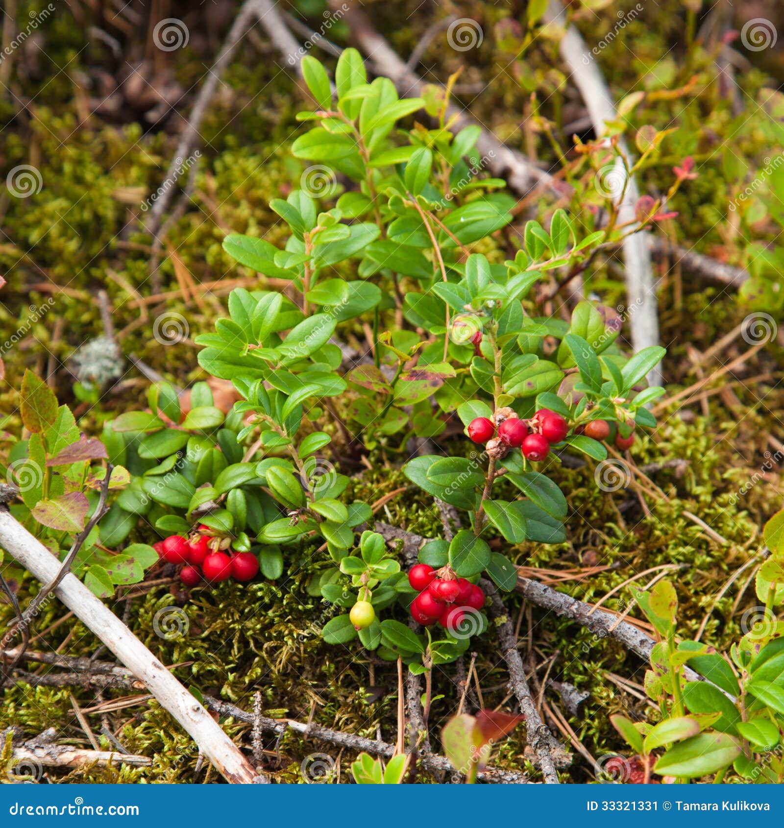 Lingonberry; stock image. Image of forage, diet, object - 33321331