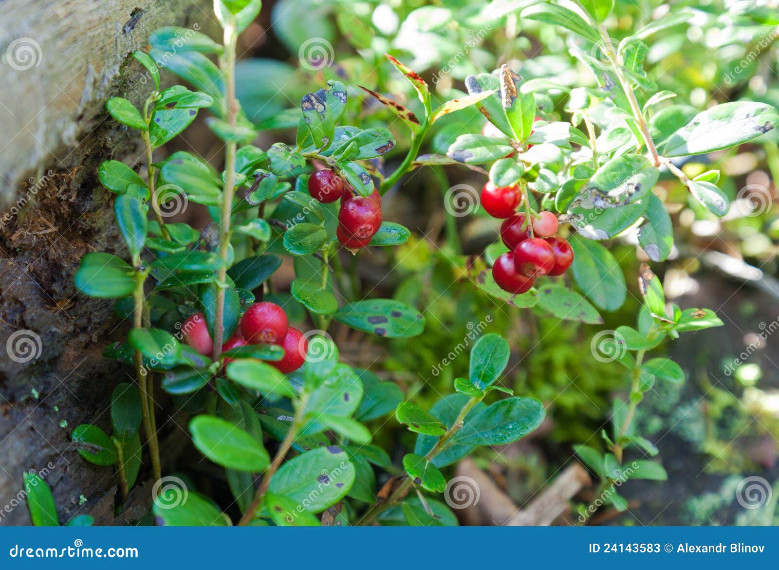 Lingonberry Shrub with Berries Stock Image - Image of evergreen, branch ...