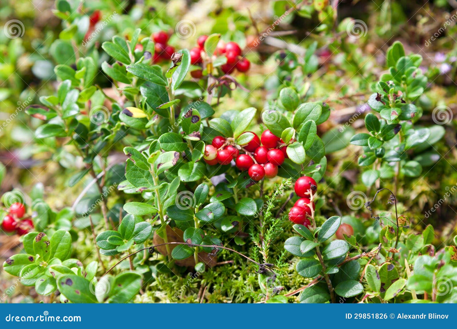 Lingonberry Shrub with Berries Stock Photo - Image of food, cranberry ...