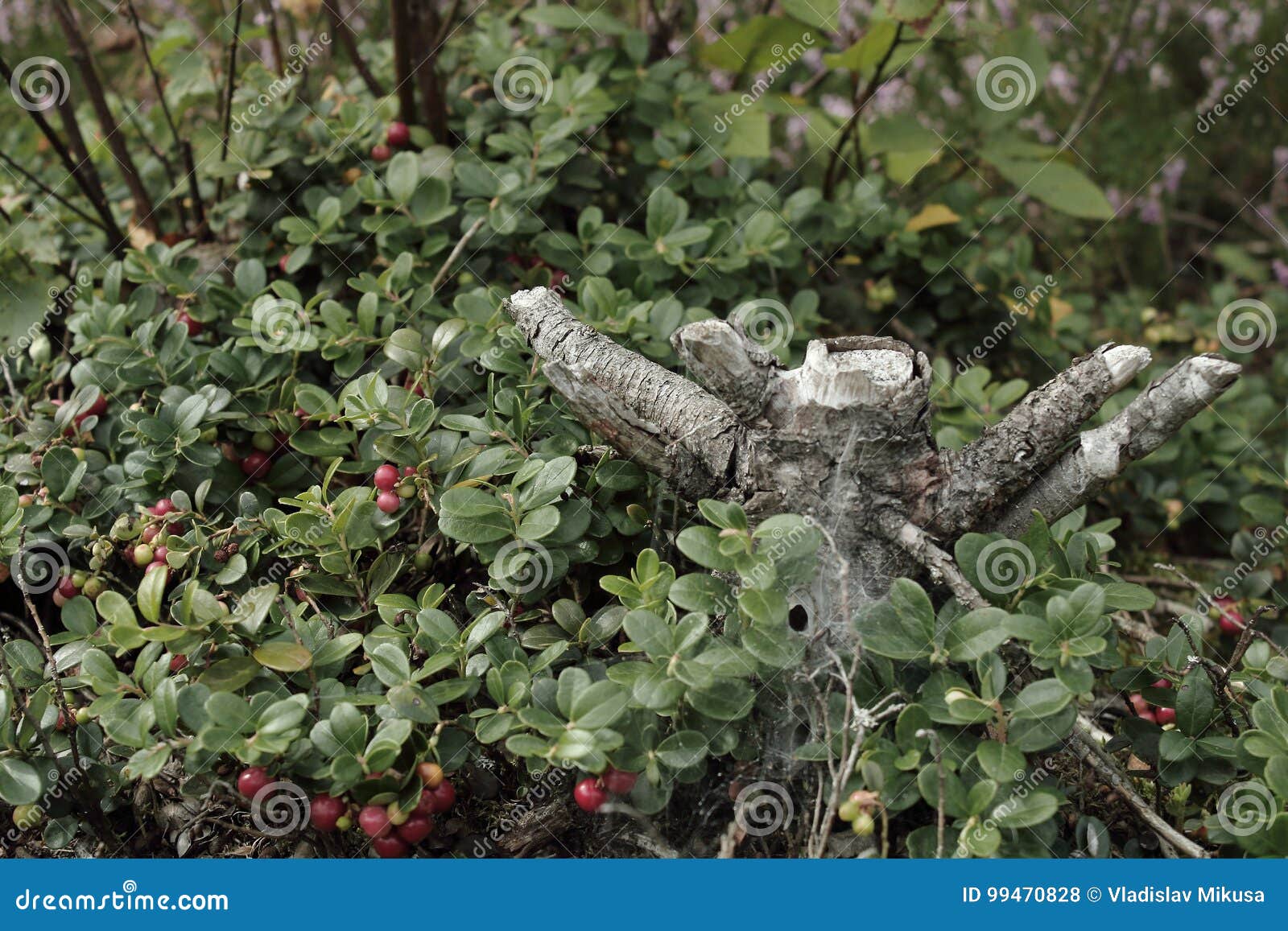 Lingonberry stock photo. Image of outside, nice, oneshot - 99470828