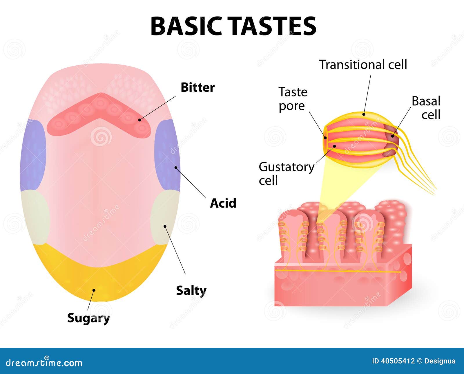 Lingua umana illustrazione vettoriale. Illustrazione di anatomico ...