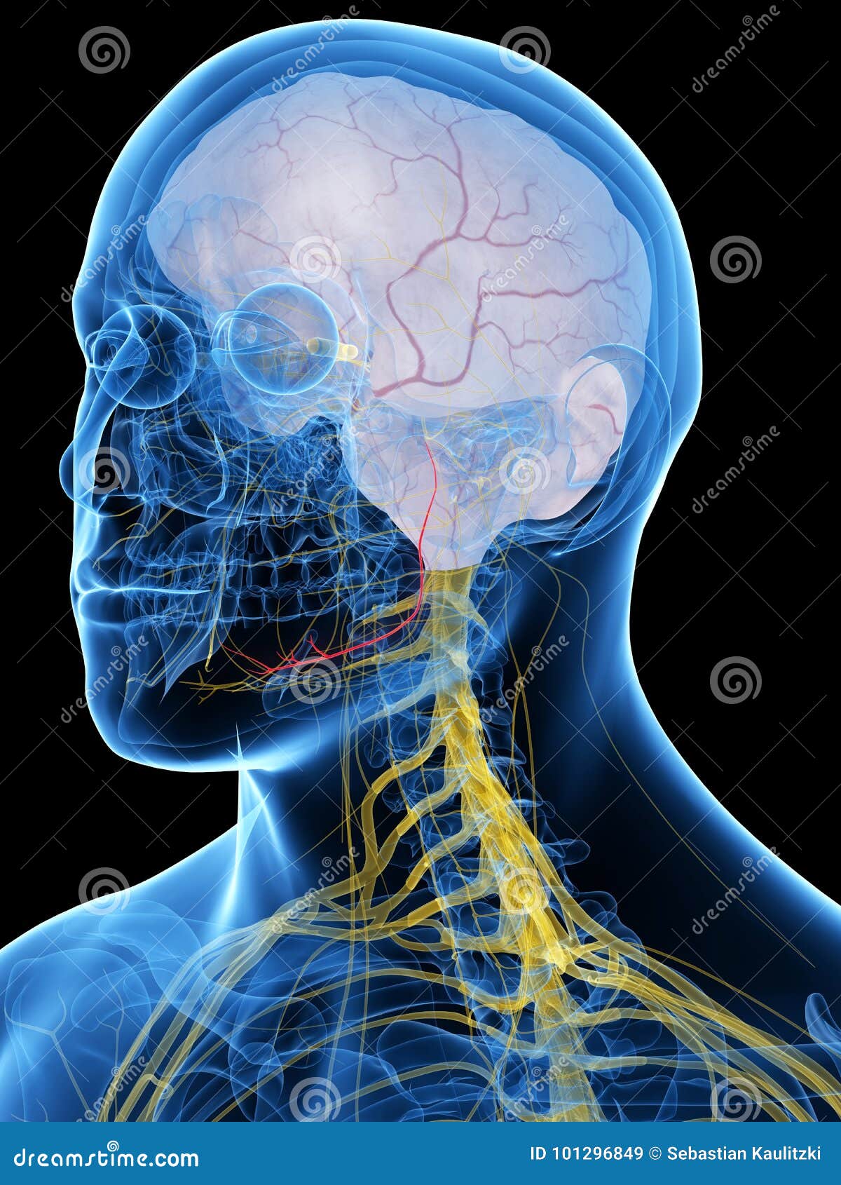 The Lingual Nerve stock illustration. Illustration of black - 101296849