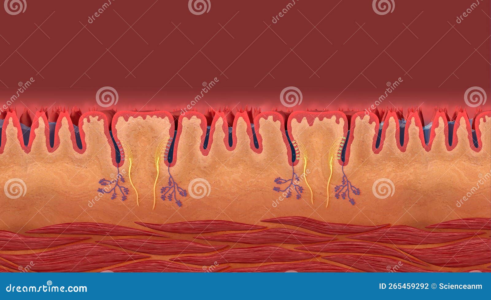Lingual Papillae are Small Structures on the Upper Surface of the ...