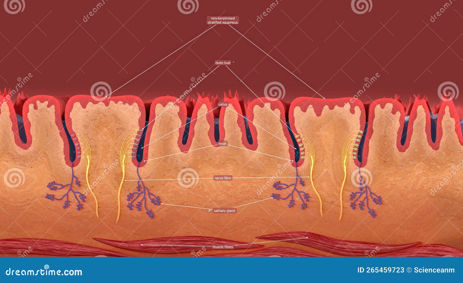 Lingual Papillae are Small Structures on the Upper Surface of the ...
