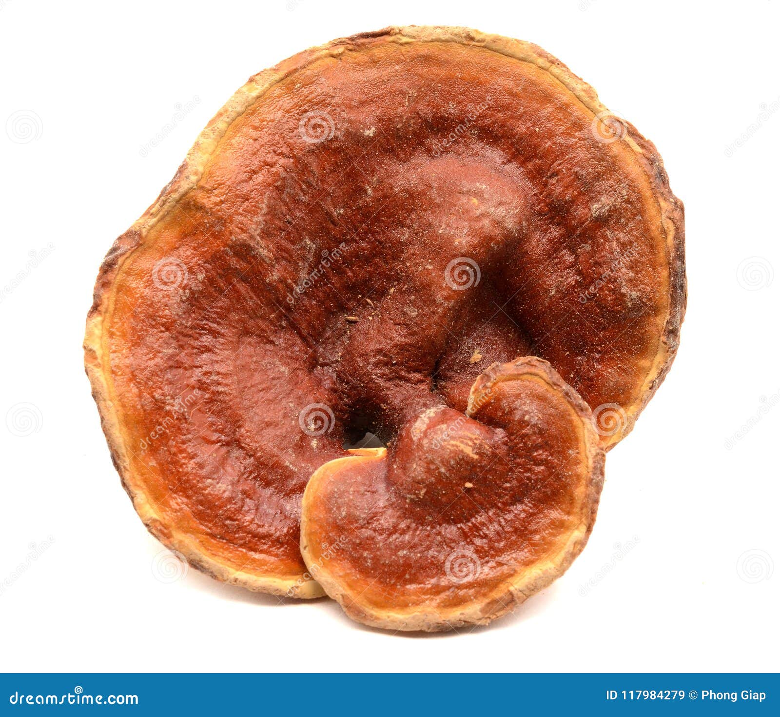 Lingzhi, Ganoderma Lucidum on White. Chinese Traditiona Stock Image ...