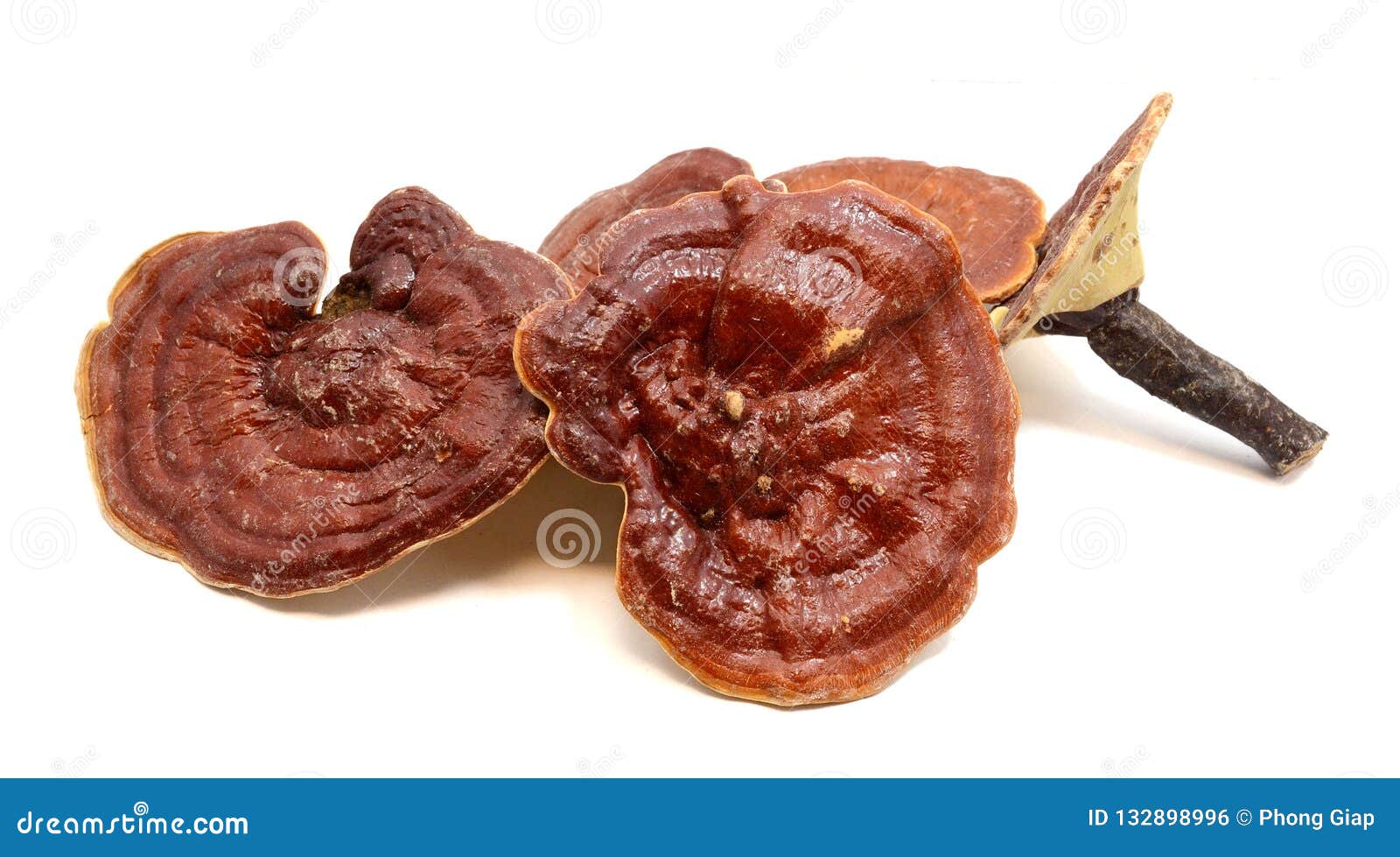 Top View of Ganoderma Lucidum Isolated on the White Background. Stock ...