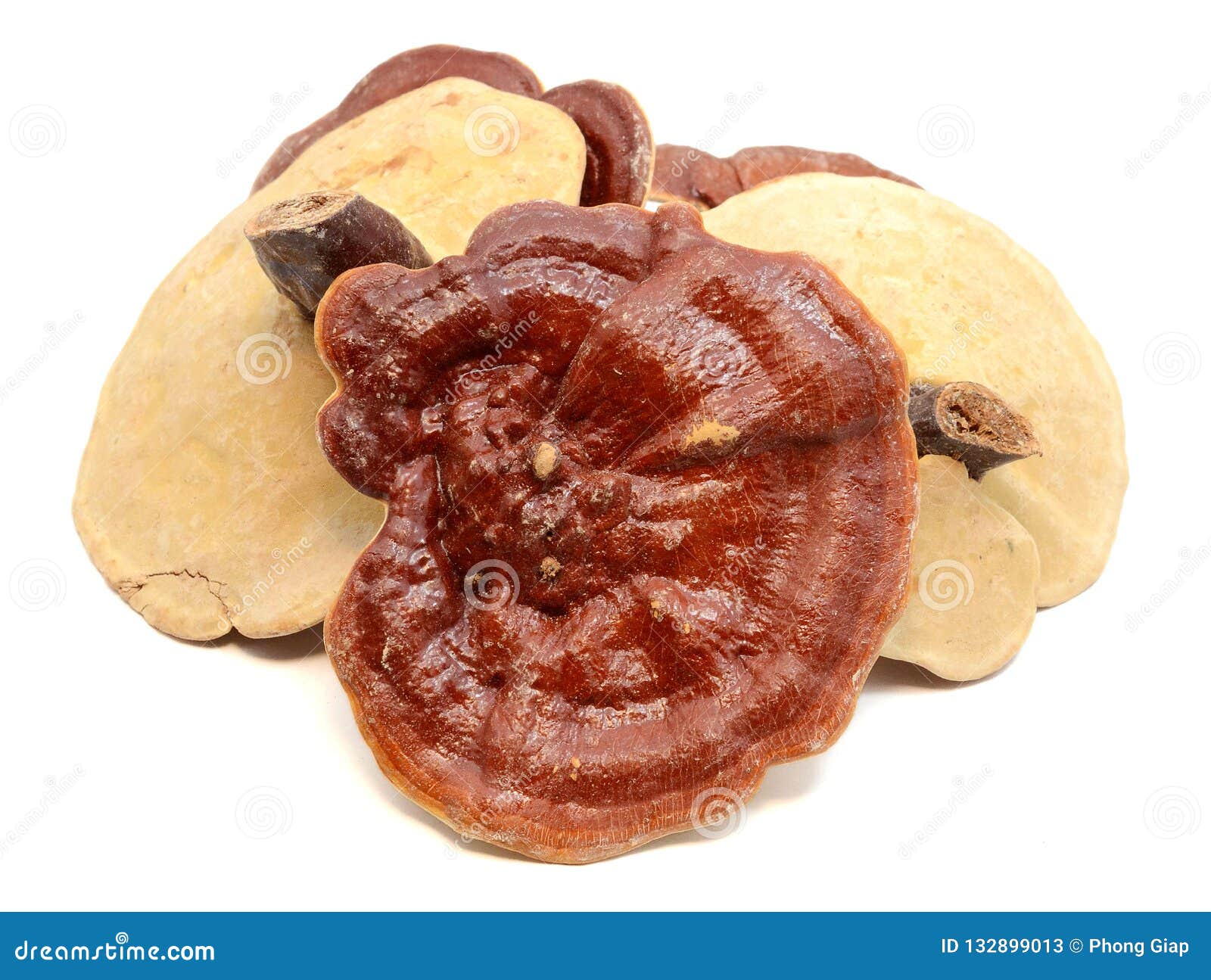 Top View of Ganoderma Lucidum Isolated on the White Background. Stock ...