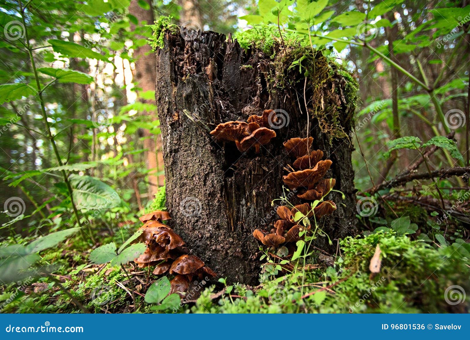 Lingzhi Mushroom on a Stump Stock Photo - Image of closeup, medication ...