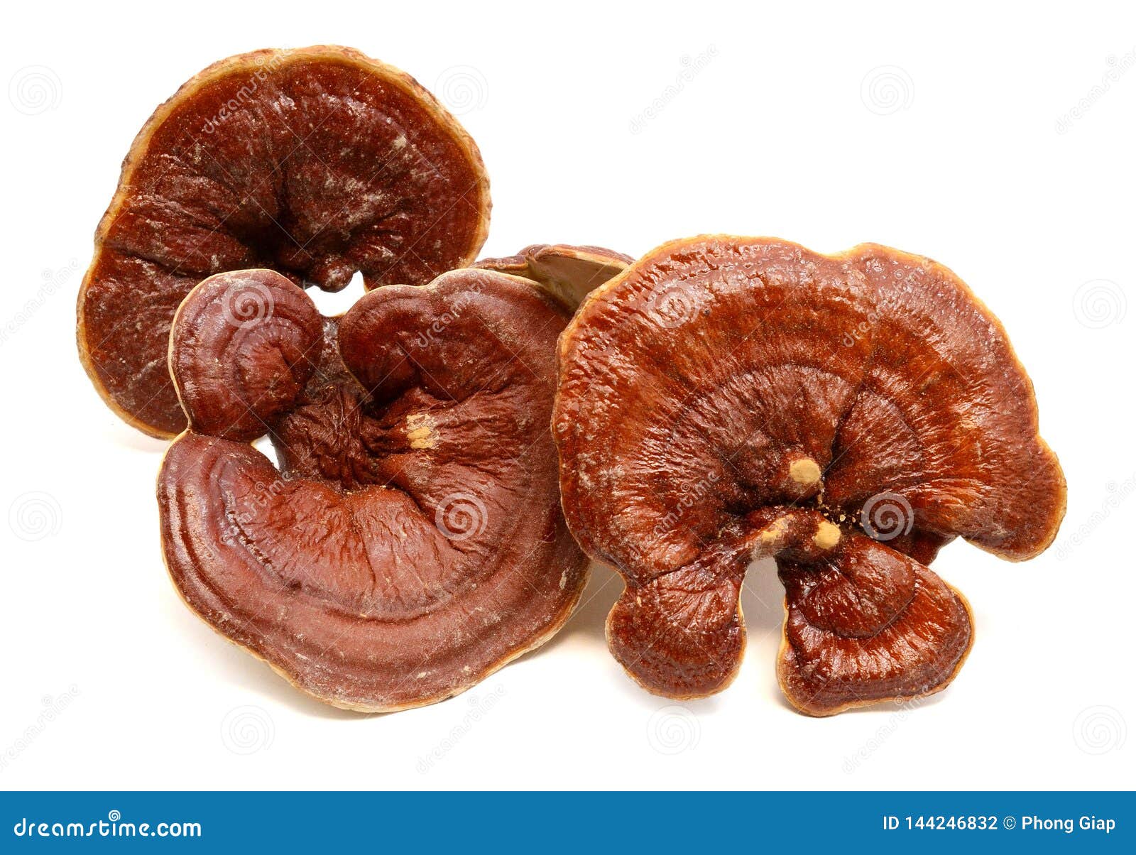 Ganoderma Lucidum Isolated on the White Background. Stock Photo - Image ...
