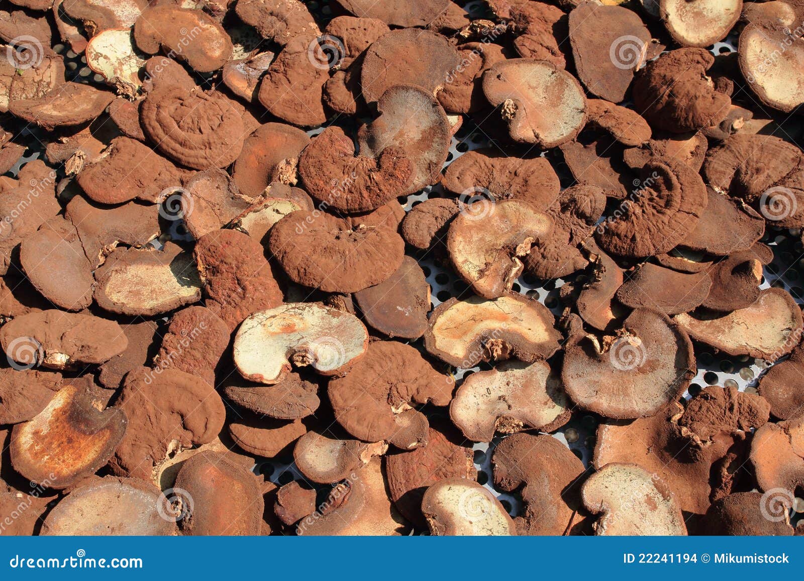 Lingzhi Mushrooms Expose To the Sun Stock Photo - Image of environment ...