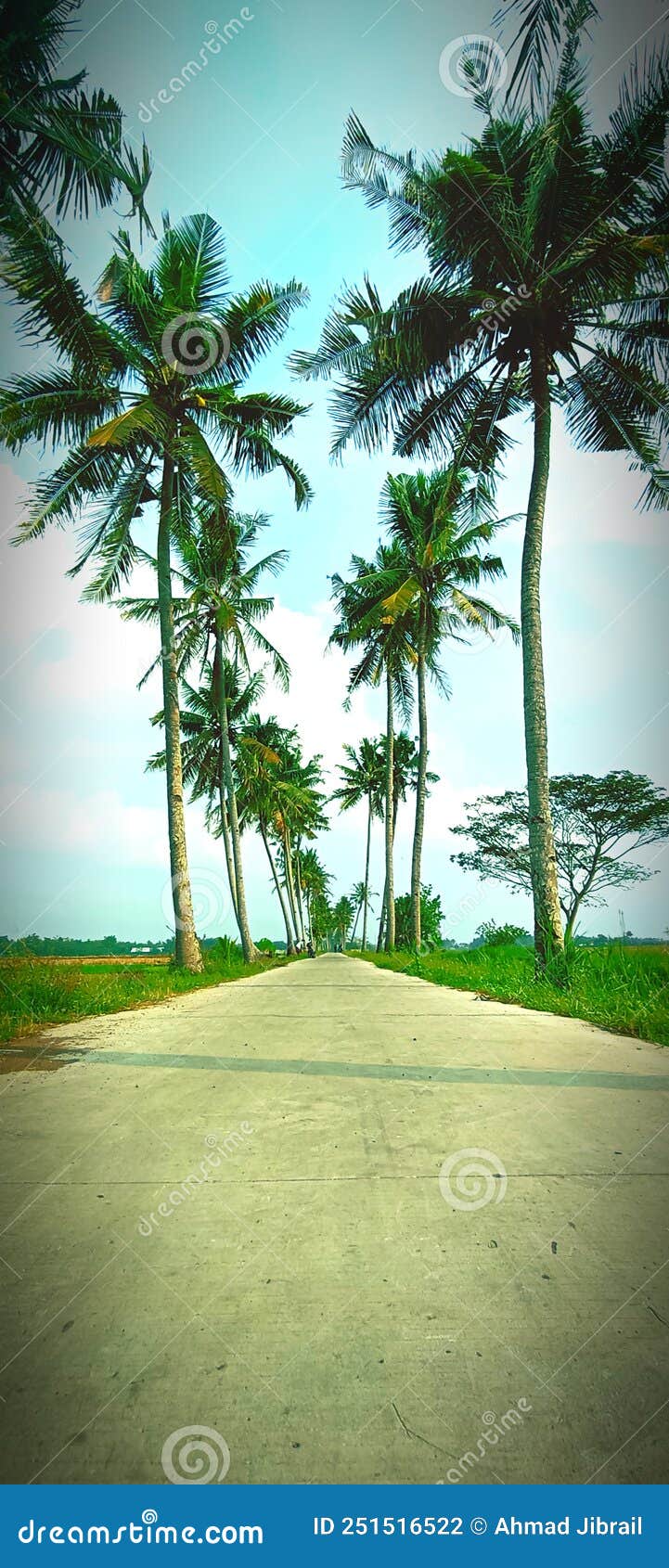Linha De Coco Nyiur Melambai Foto de Stock - Imagem de linha, coco ...
