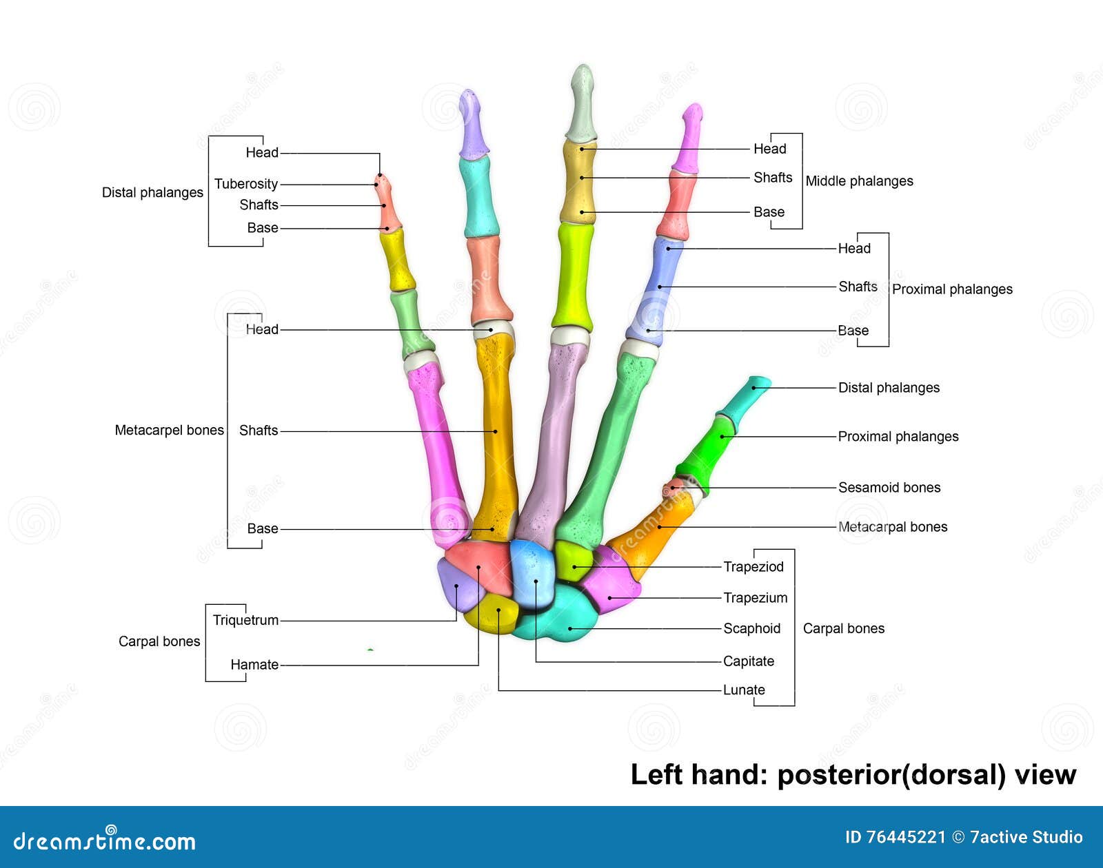 Linke Hand Posterior& X28; Dorsal& X29; Ansicht Stockbild - Bild von ...