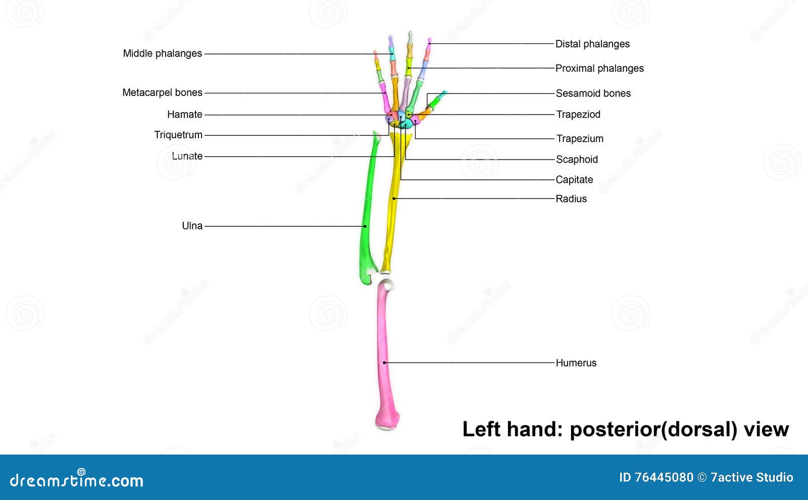 Linke Handvoll Hintere Dorsale Ansicht Stock Abbildung - Illustration ...